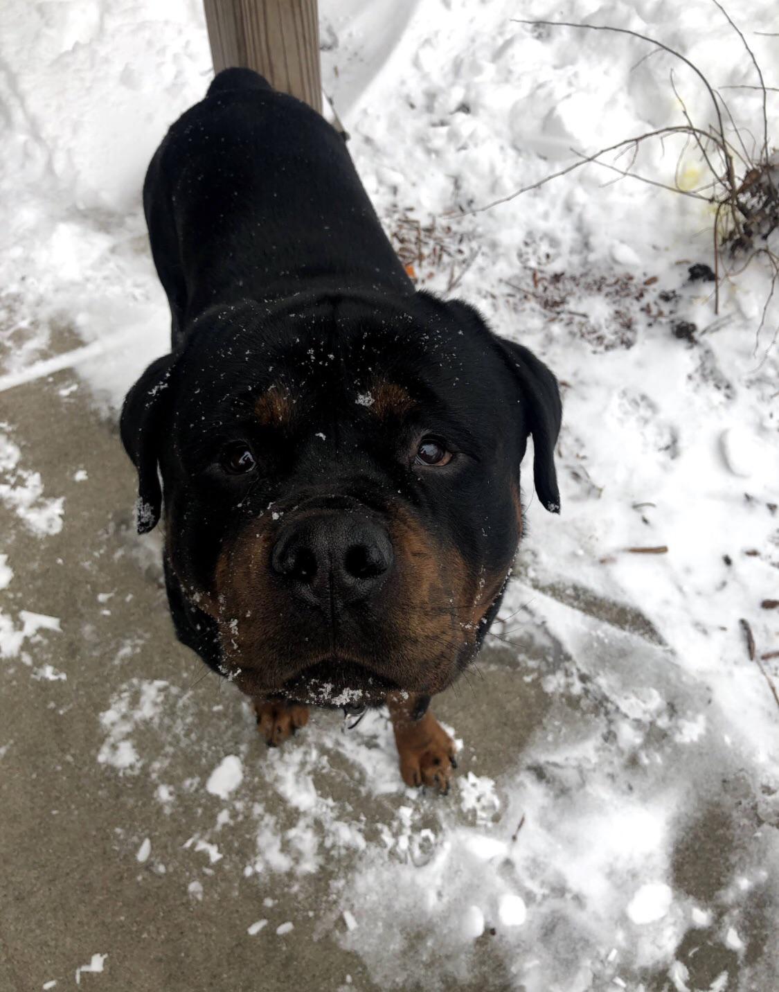 My grizzly bear!!! | Scrolller