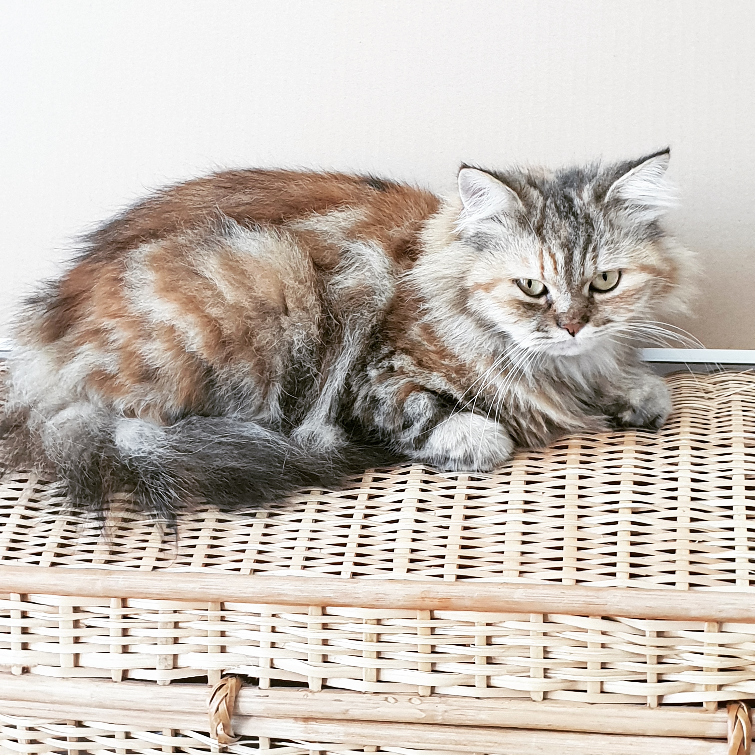 My grumpy Siberian Floof - Marmite | Scrolller