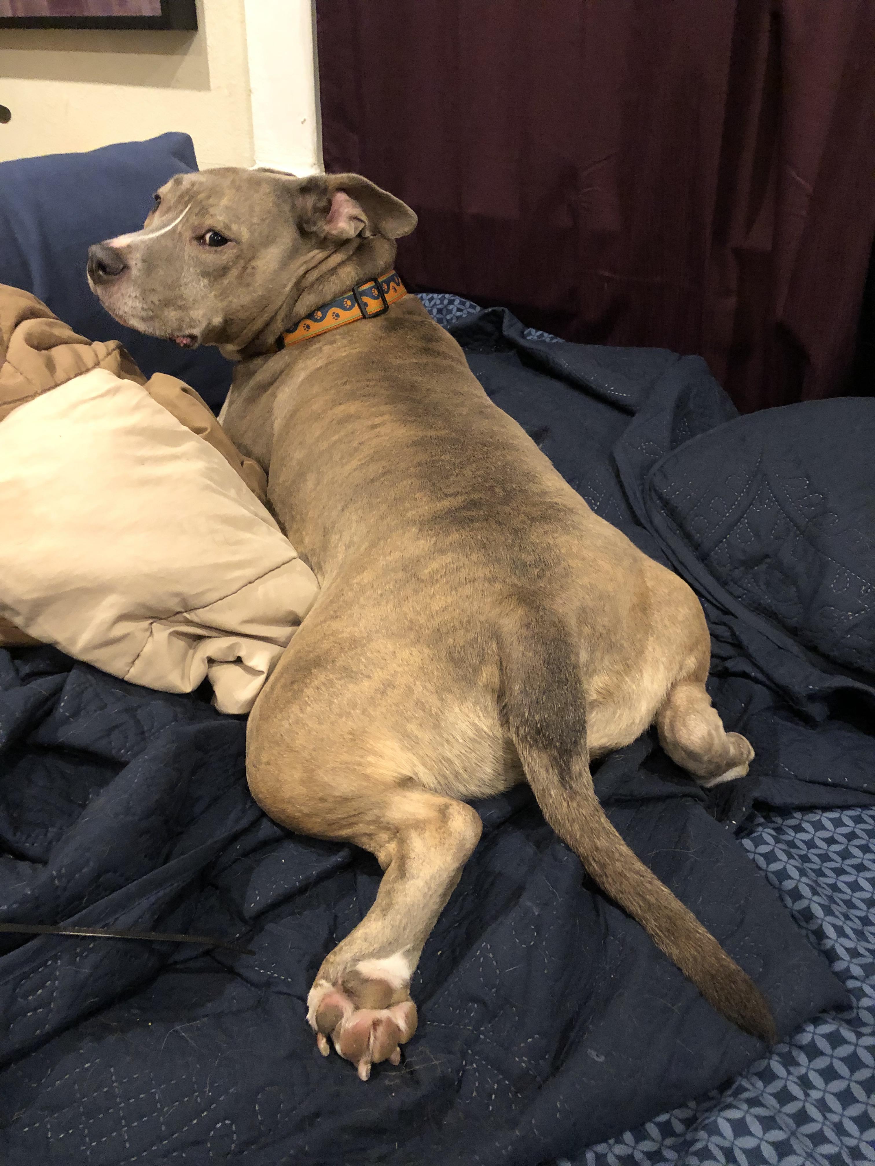 My Guest Pupper is THICC | Scrolller