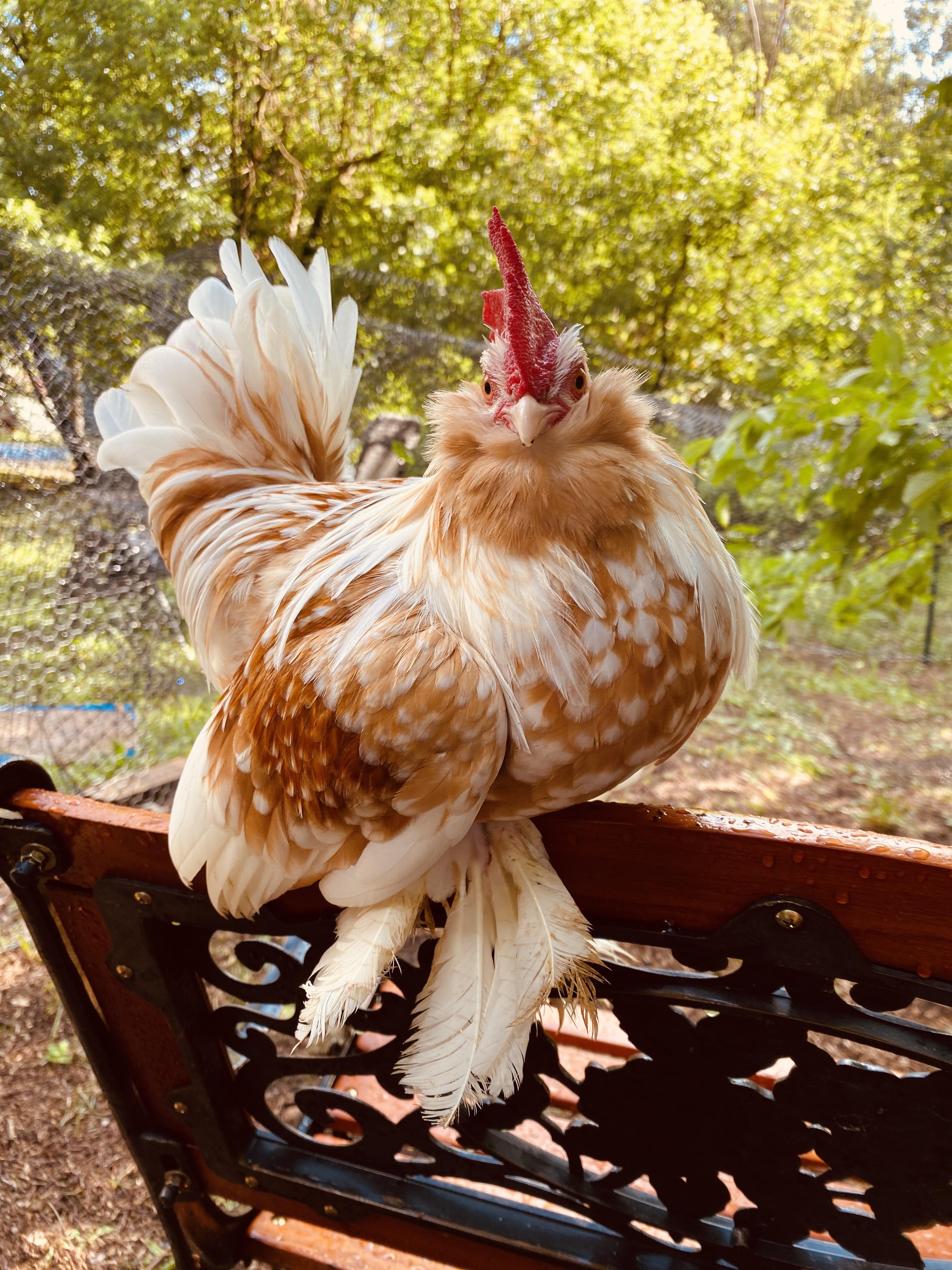 My handsome boy, Hedwig