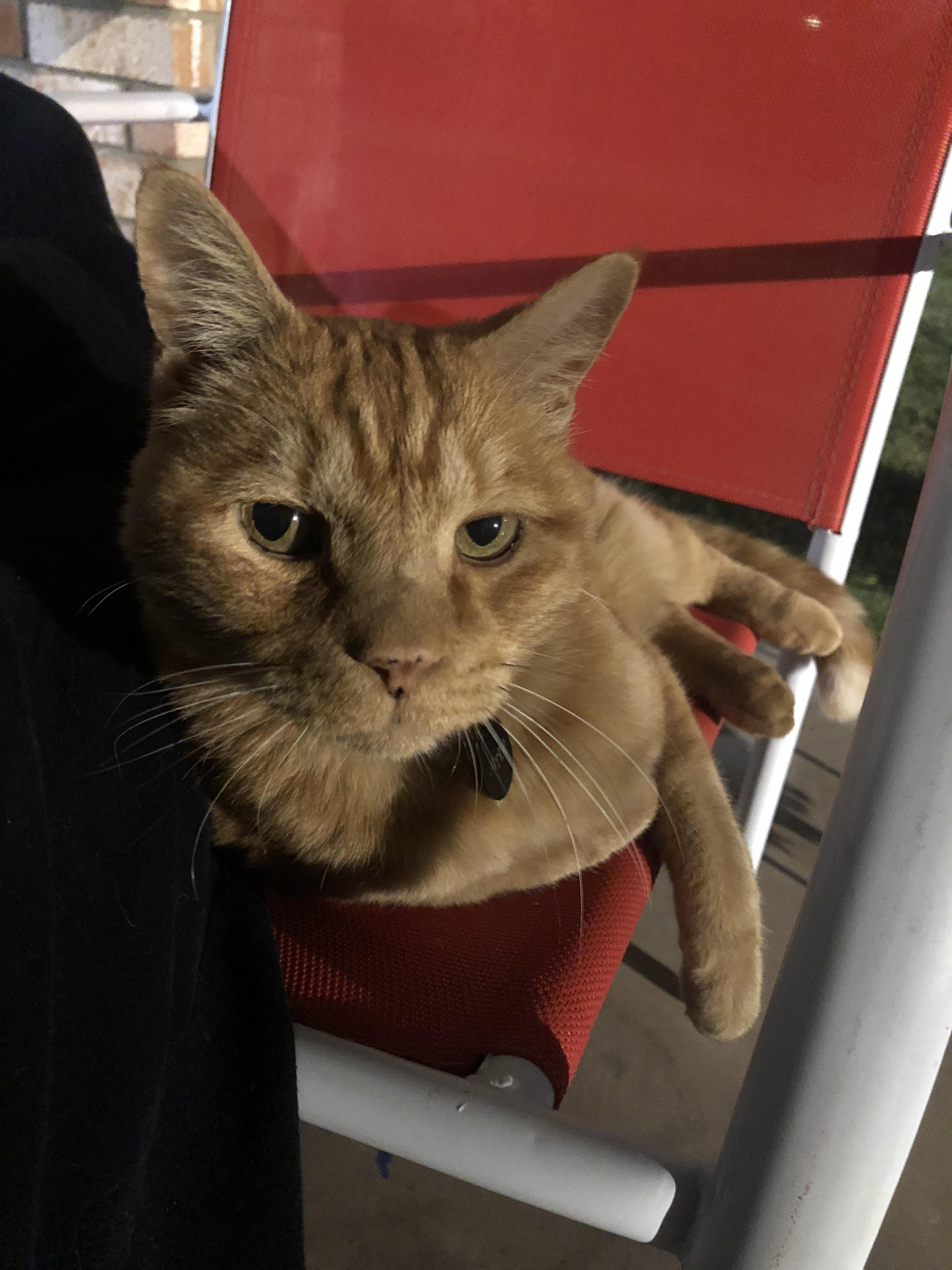 My handsome boy Max...crossed the rainbow bridge in January 💔 | Scrolller