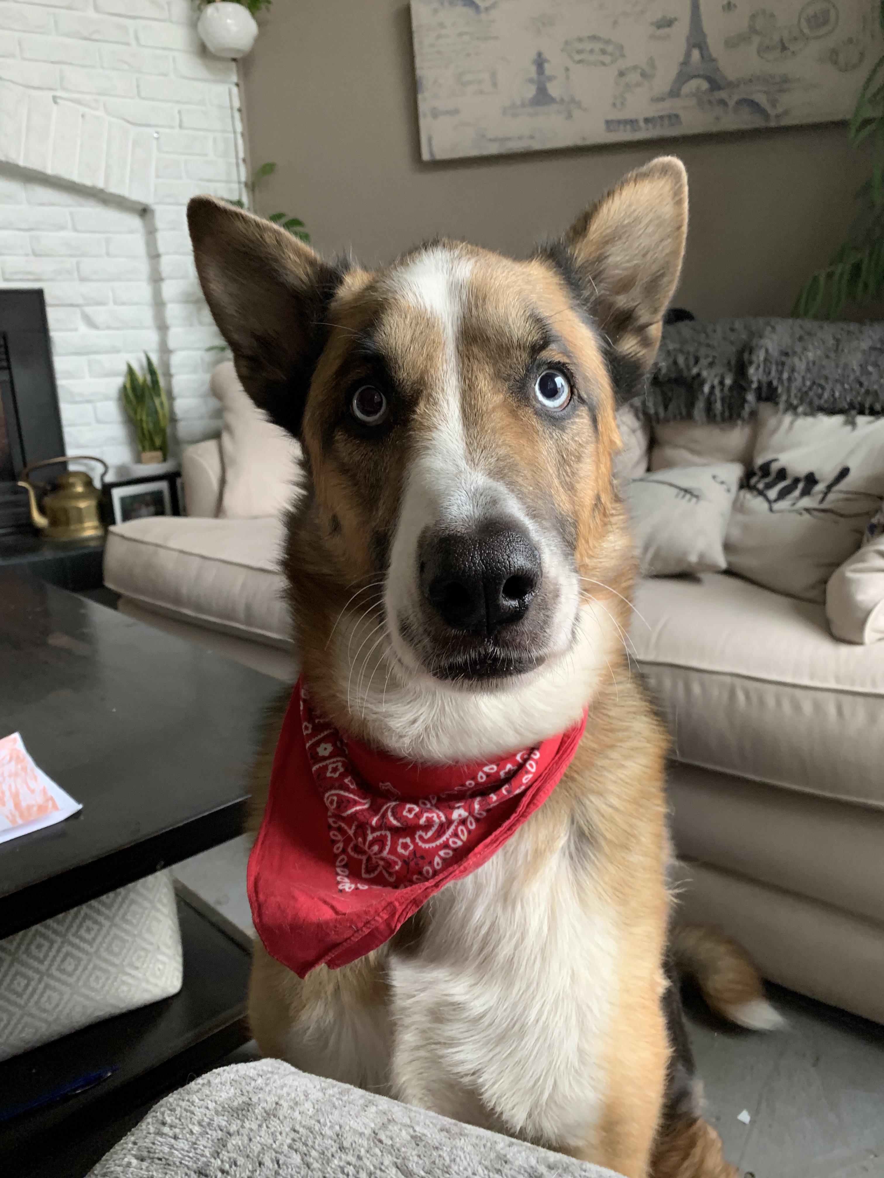 My Handsome boy Samson | Scrolller