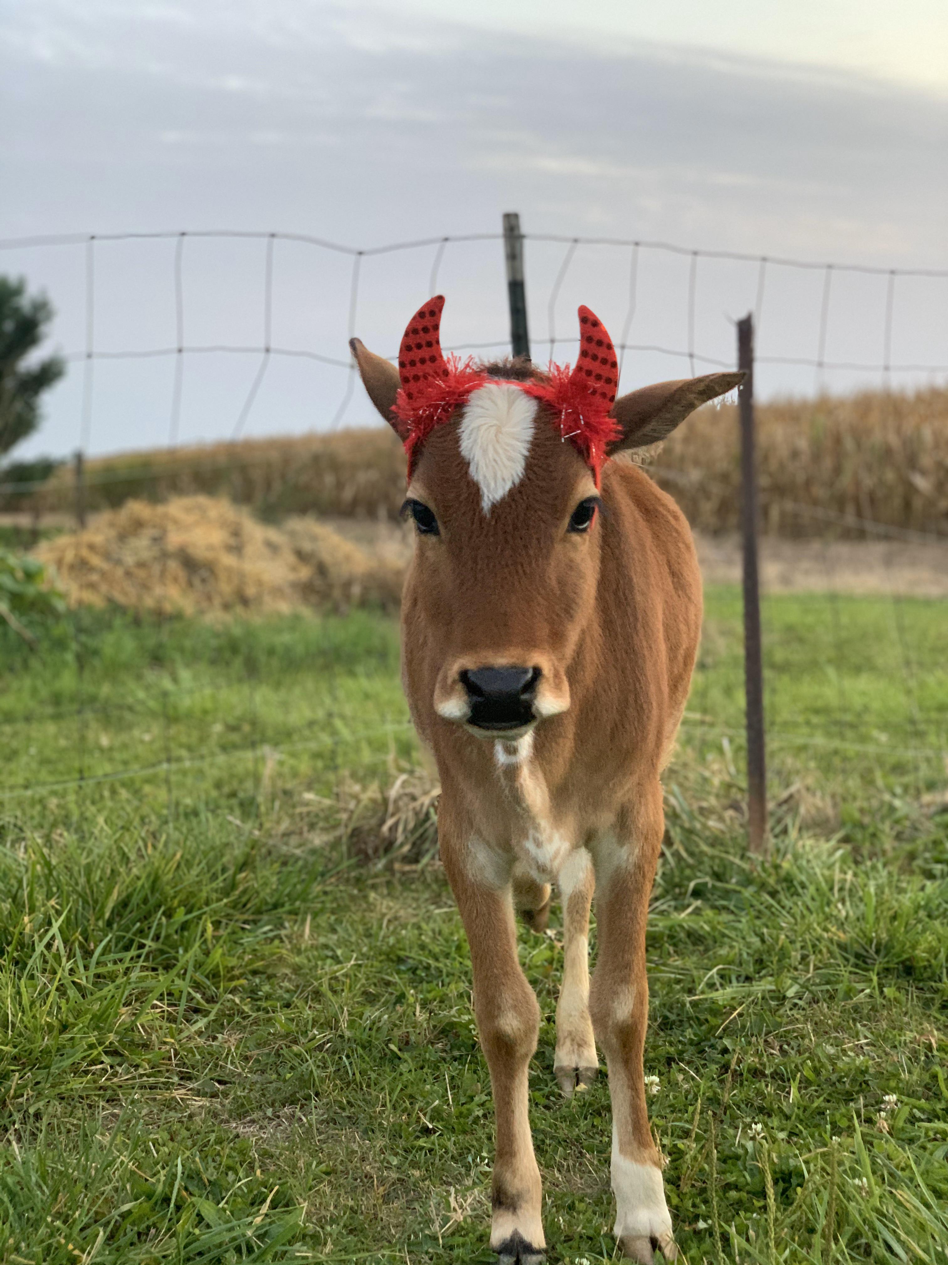 My handsome devil | Scrolller