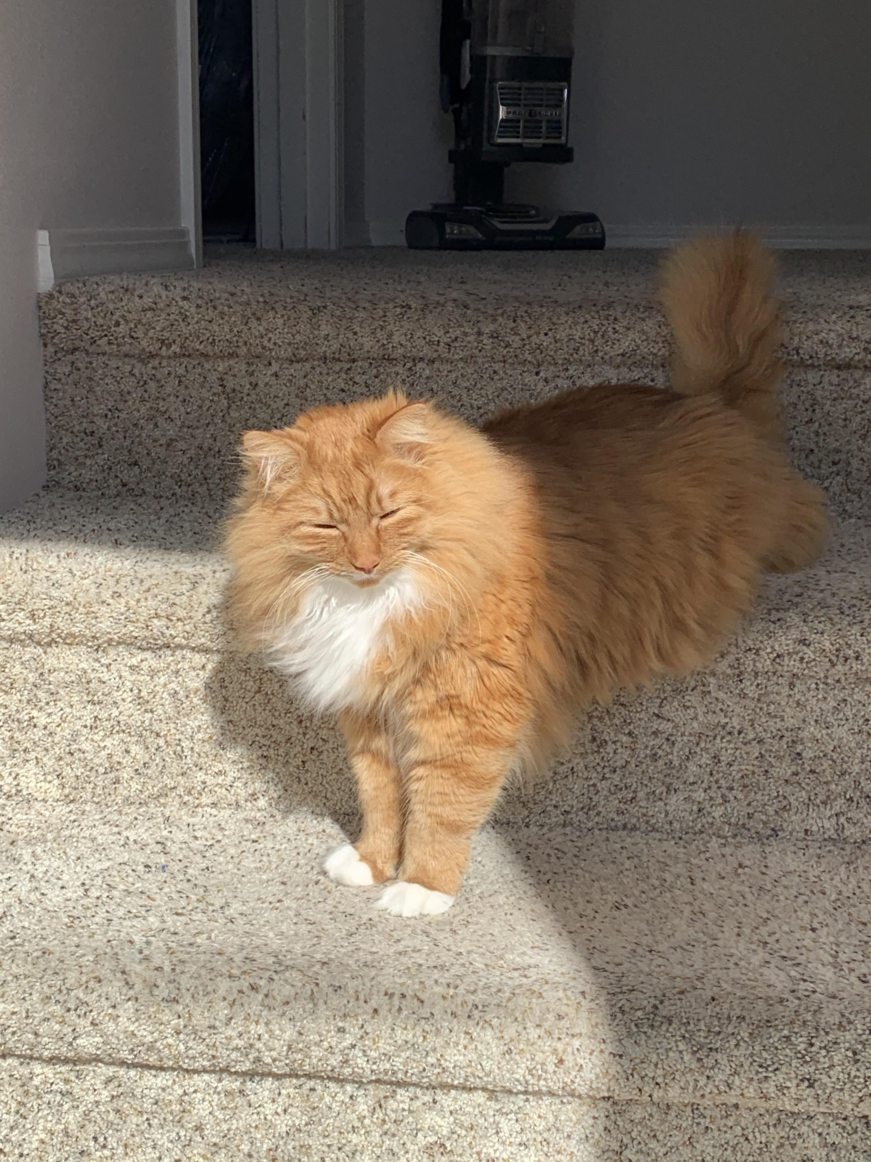 My handsome fluffy son!!! | Scrolller