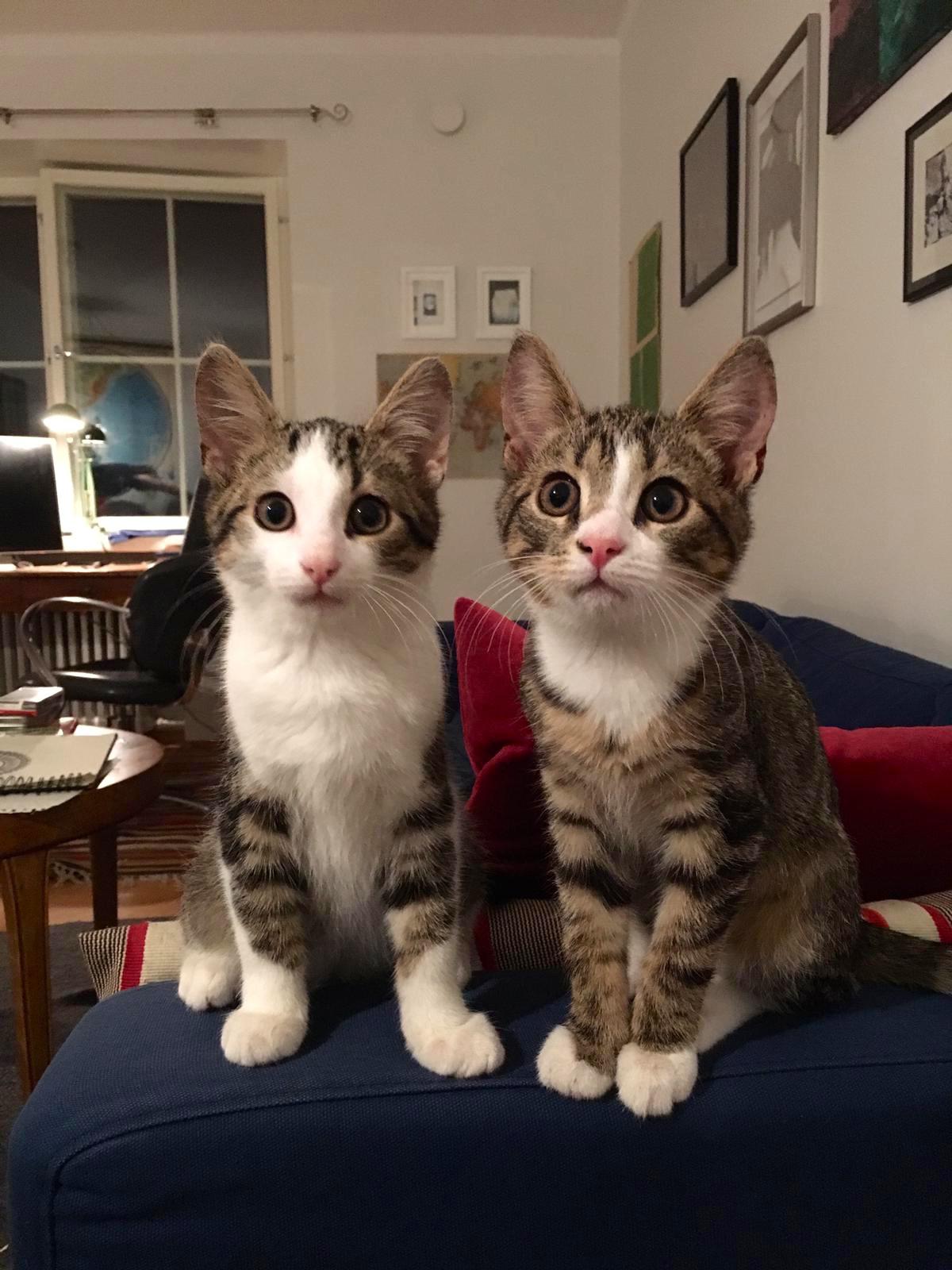 My handsome kittens | Scrolller