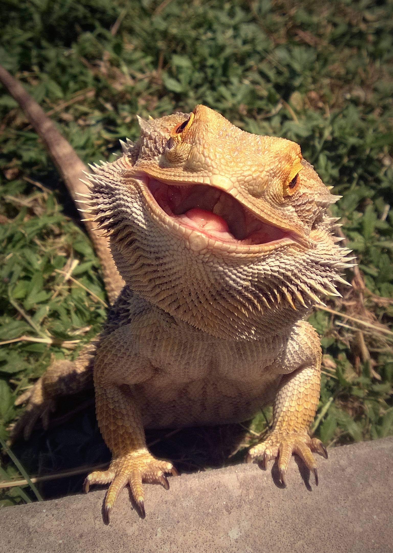 My happy little dragon, Rex (x-post /r/BeardedDragons | Scrolller