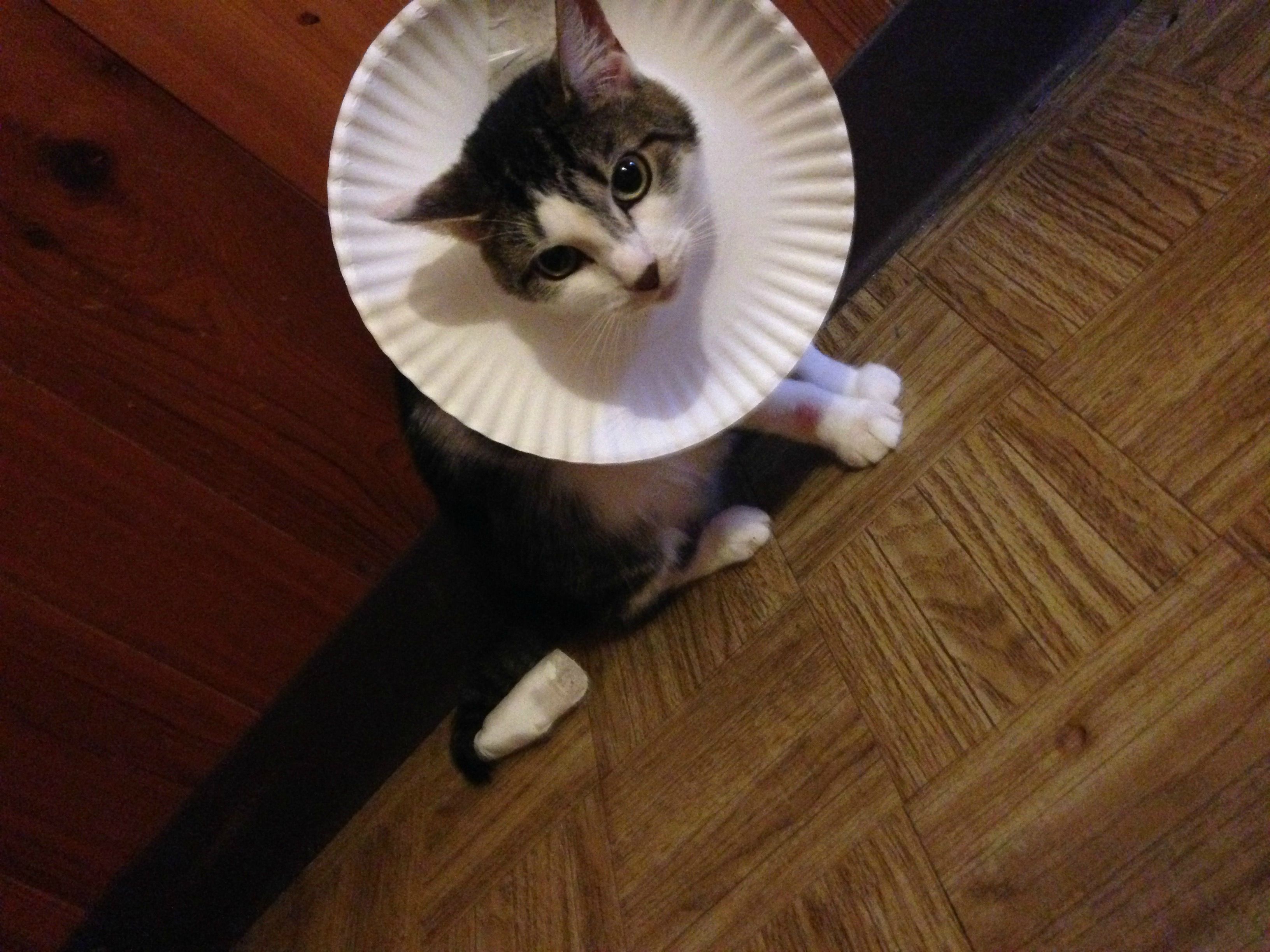 My hastily made homemade cone | Scrolller