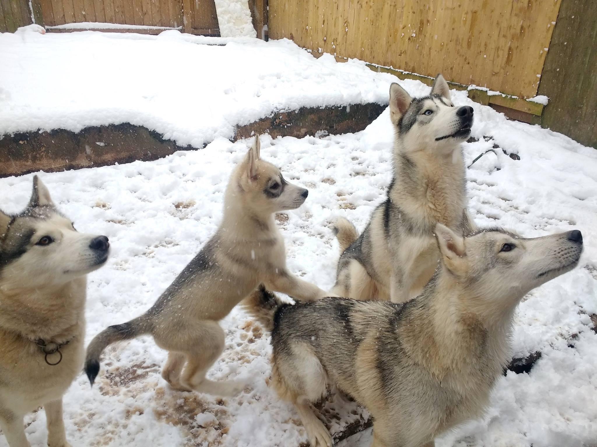 My huskies | Scrolller