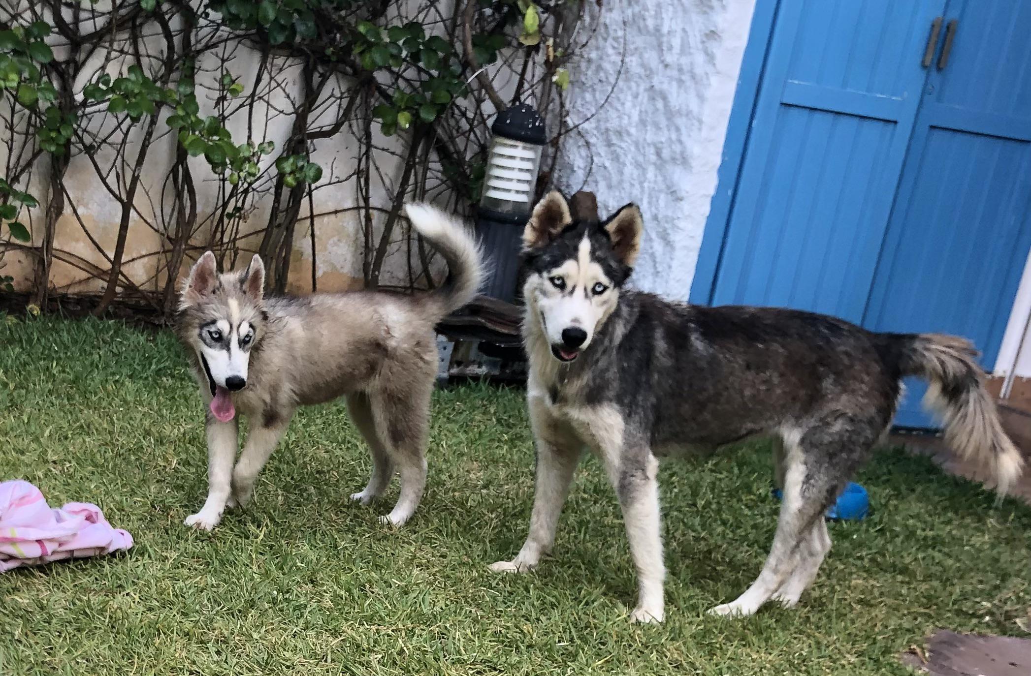 my husky and her mother, what kind of husky are they? alaskan? siberian? | Scrolller