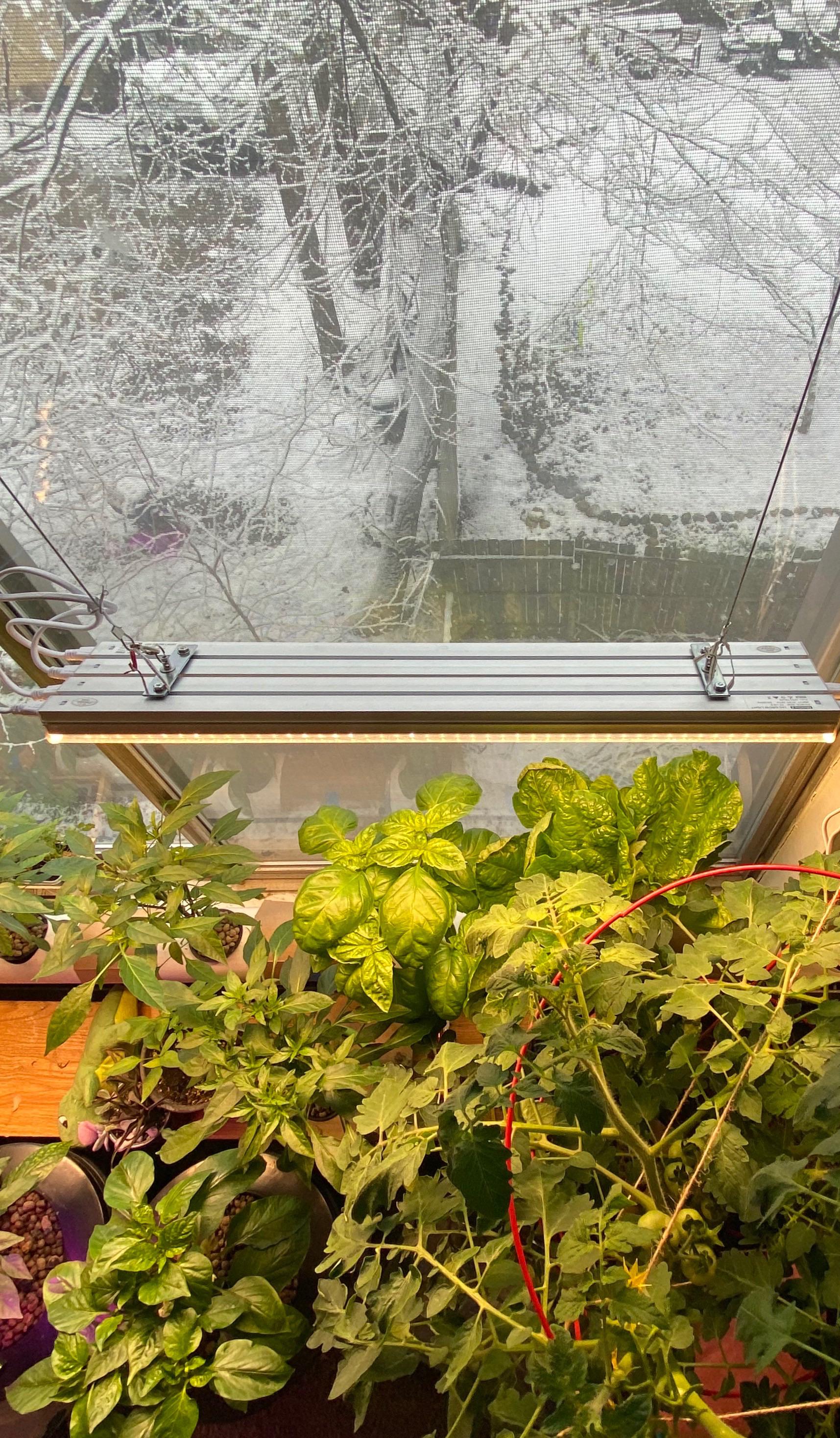 My indoor hydroponic garden is doing great! | Scrolller