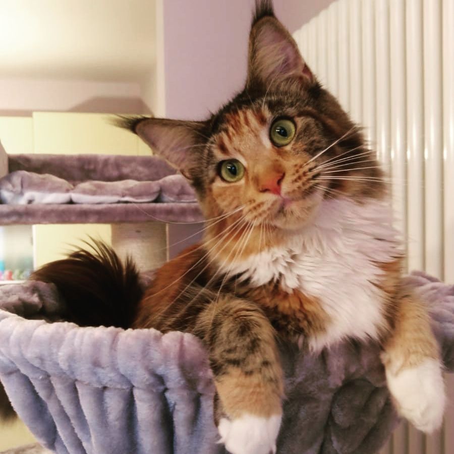 My joyful lady. She is one years old mainecoon | Scrolller