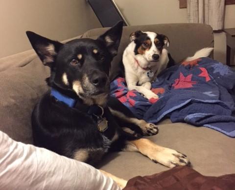 My Kelpie and Border Jack lounging together | Scrolller