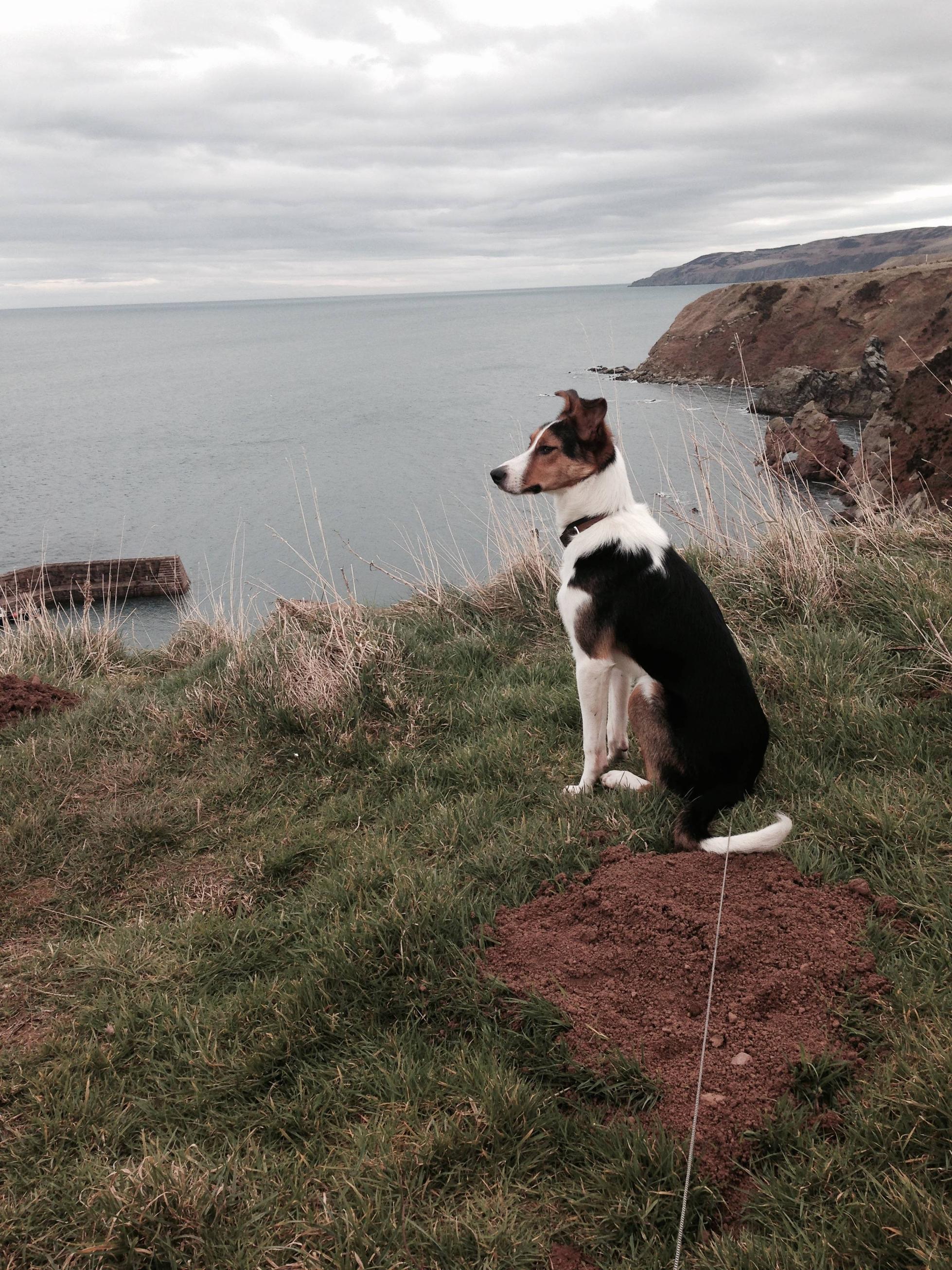 My kelpie/border collie mix jake | Scrolller