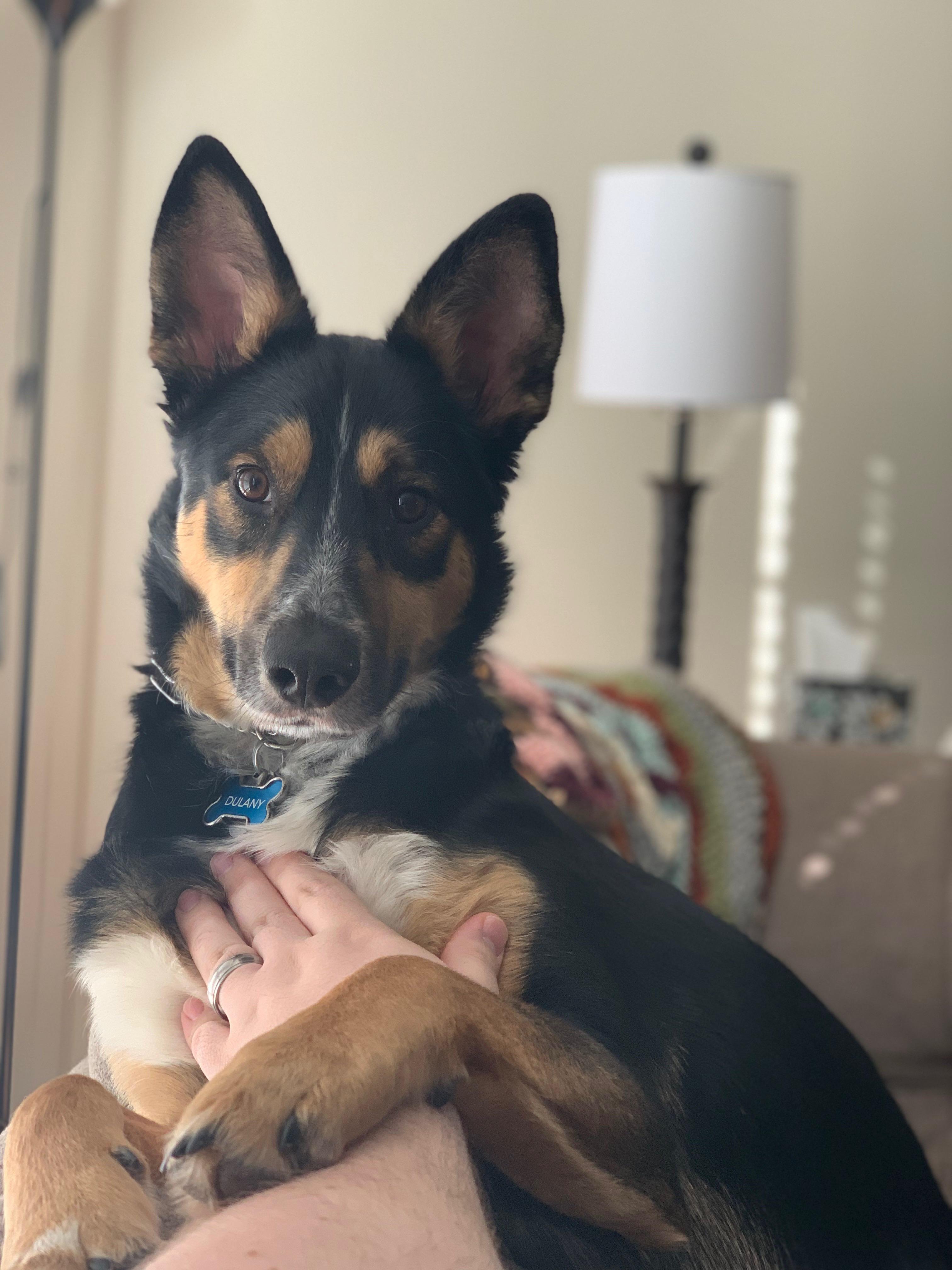 My kelpie/cattle dog mix, Dulany. | Scrolller