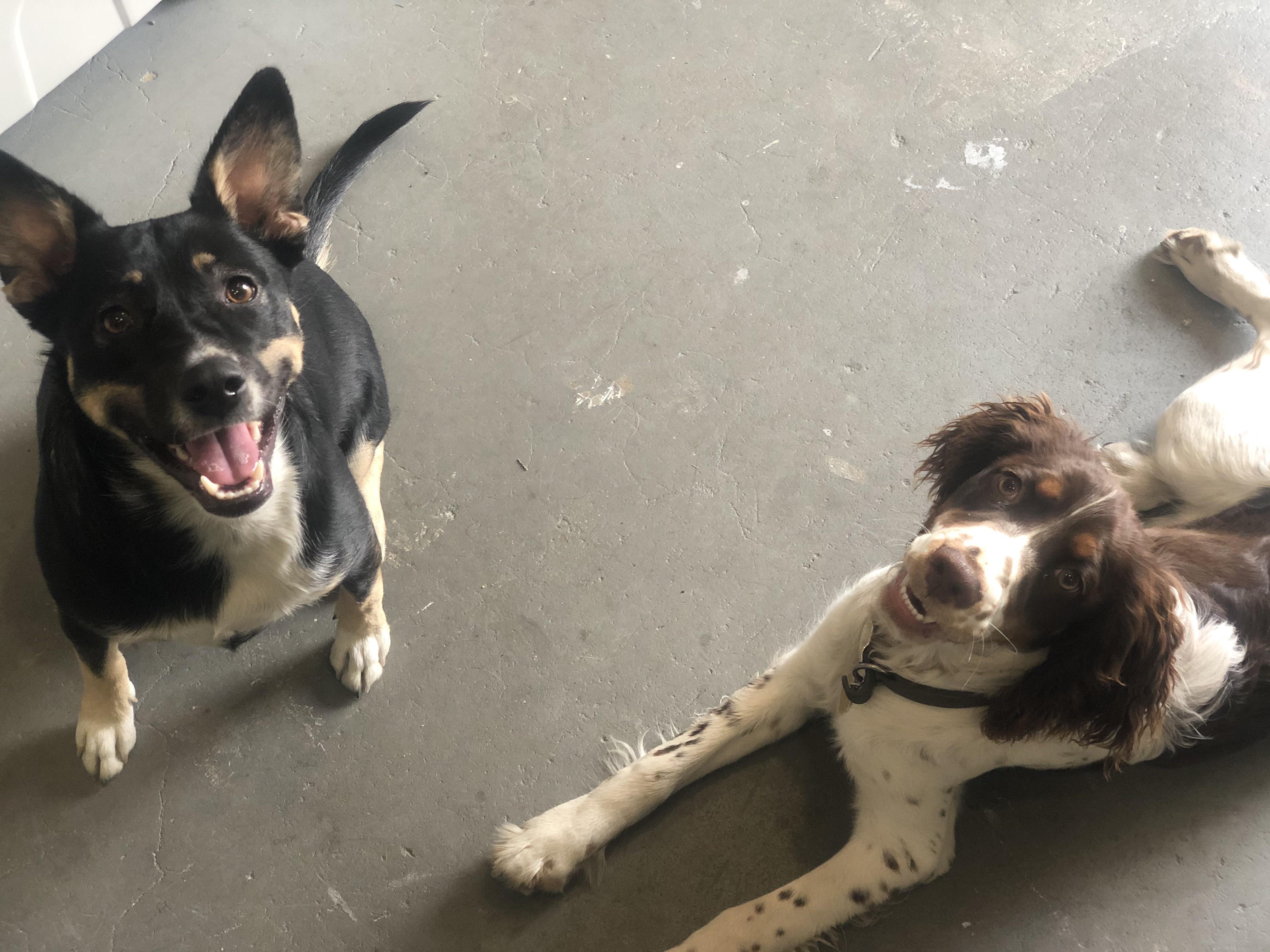 My kelpie girl and English springer friend | Scrolller