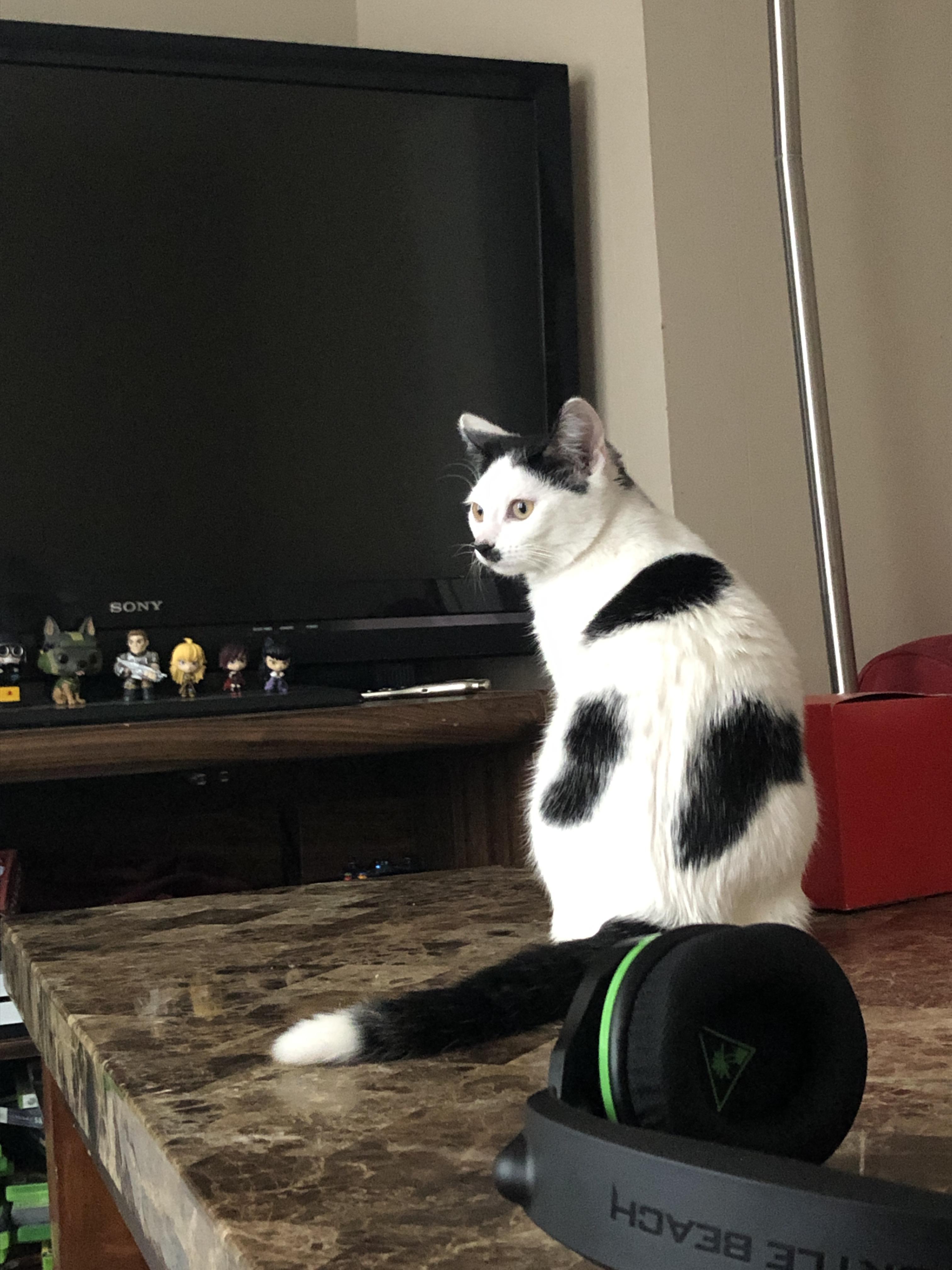 My kitler | Scrolller