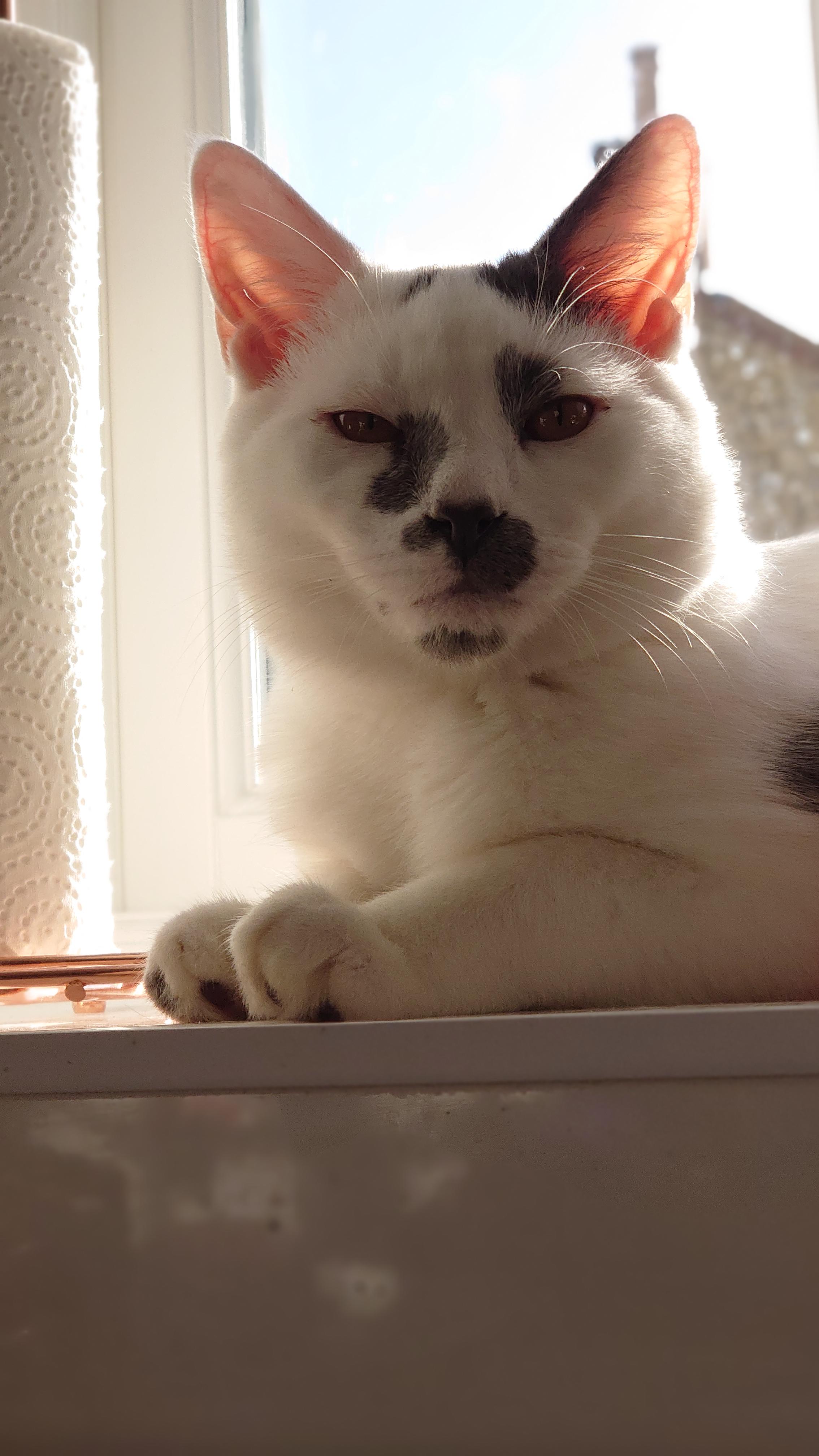 My Kitler ️ insta kitler_and_luna_kitties | Scrolller