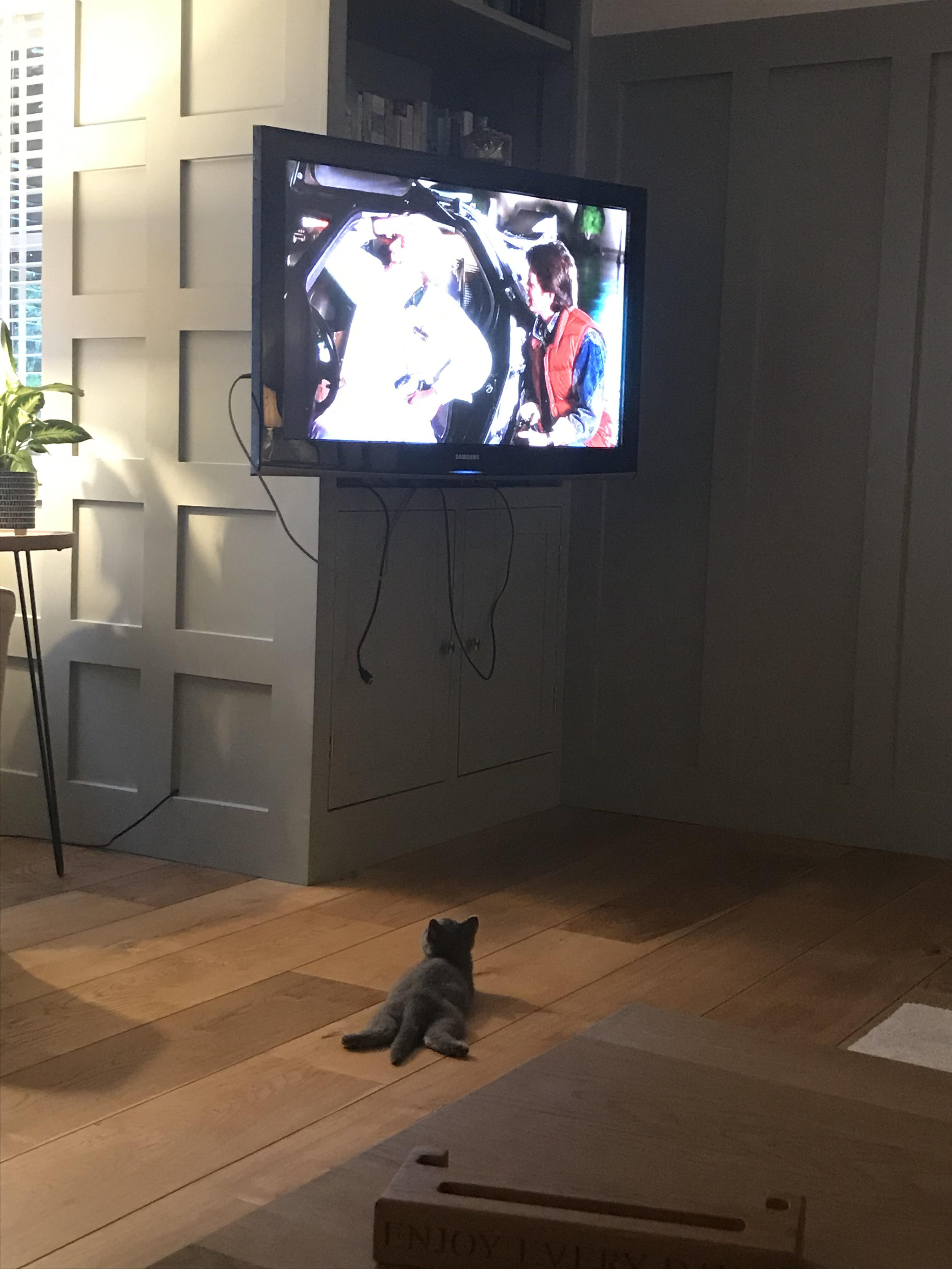 My kitten watching back to the future | Scrolller