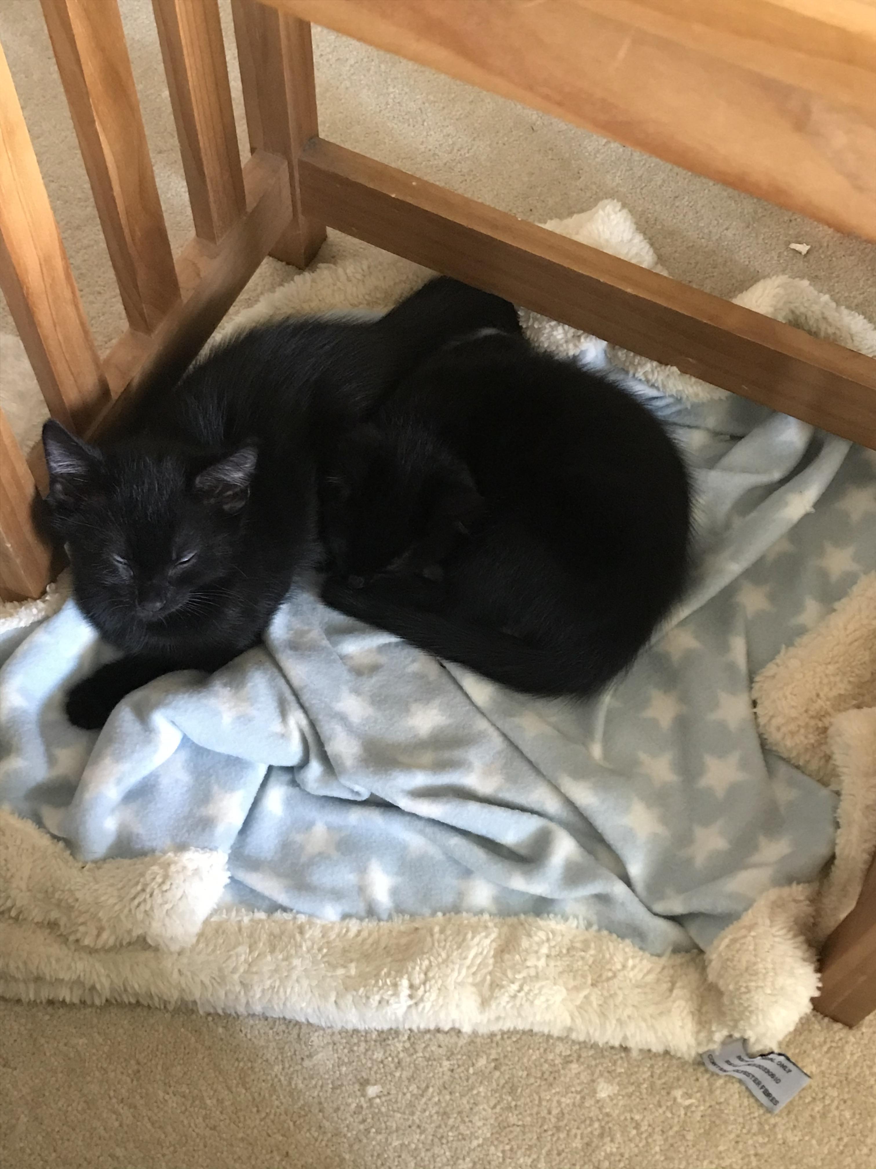 My kittens always sleep like this, curled up together. | Scrolller