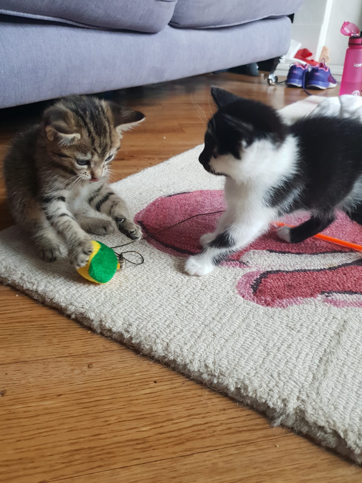 My kittens | Scrolller