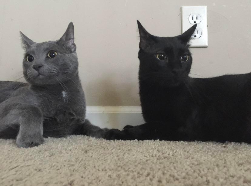 My kitties Tate and Binx | Scrolller
