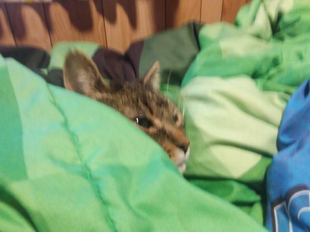My Kitty Scrolller