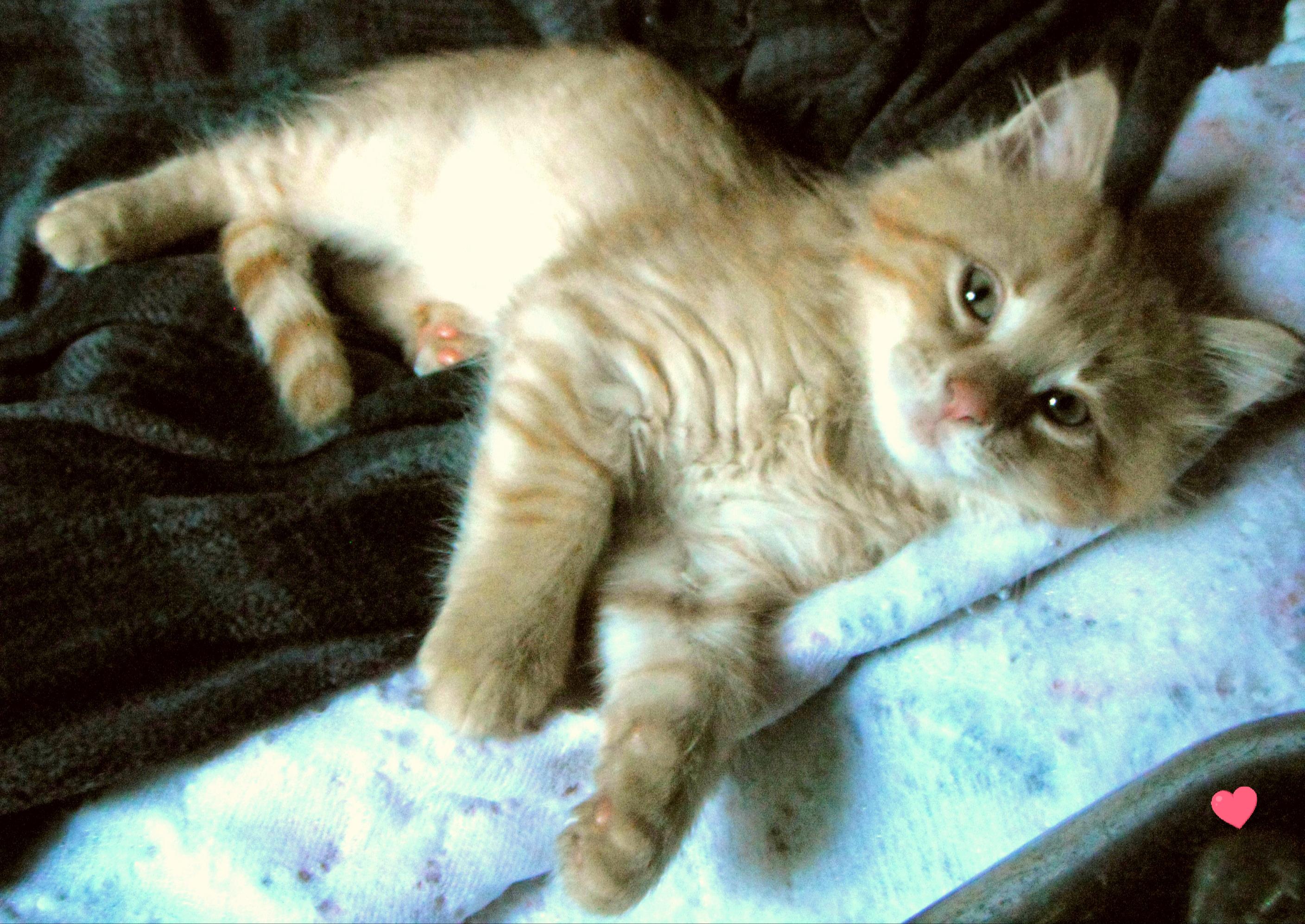 My kitty as a kitten. | Scrolller