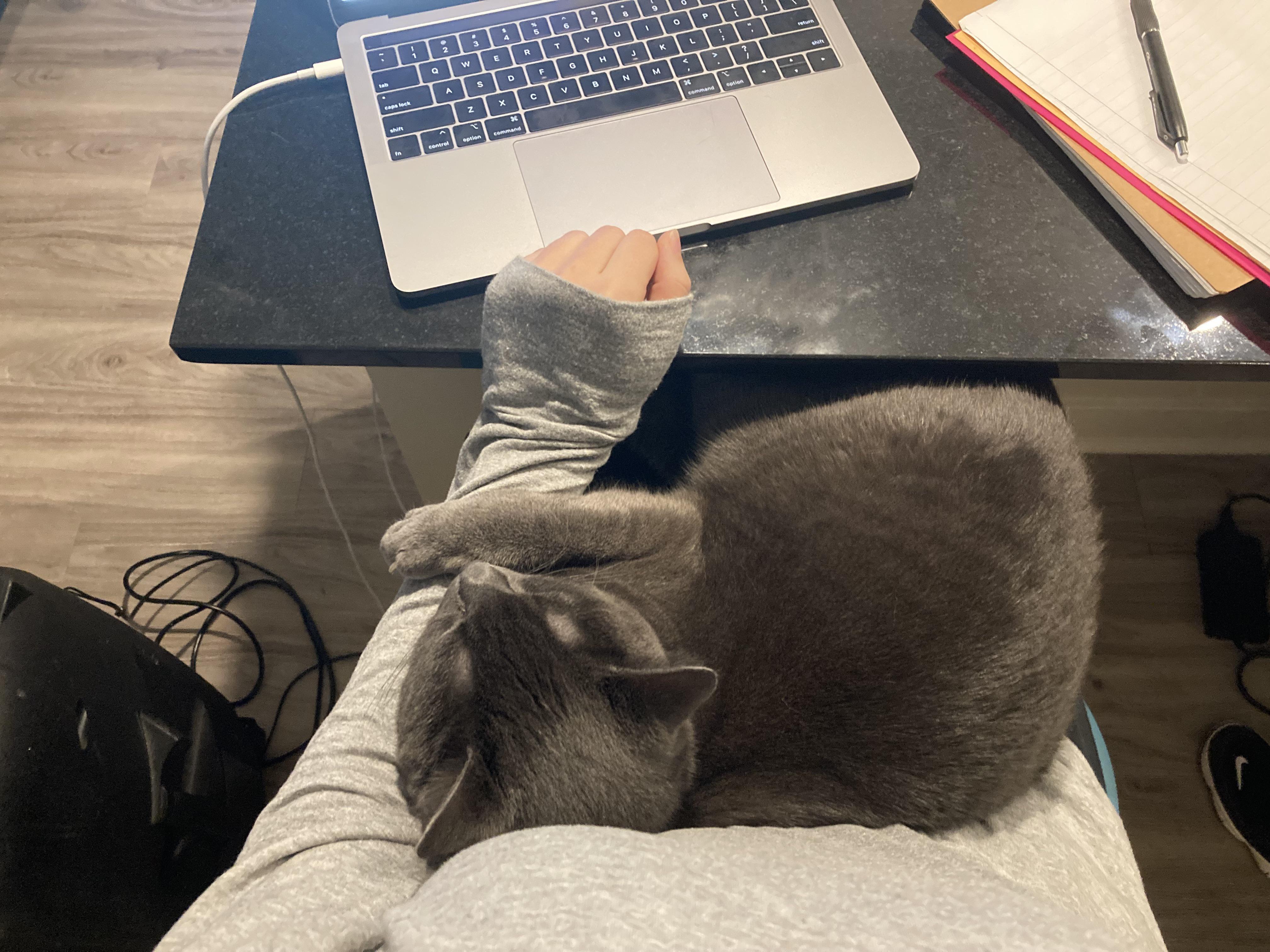My lap is small but arms can be pillows, too | Scrolller