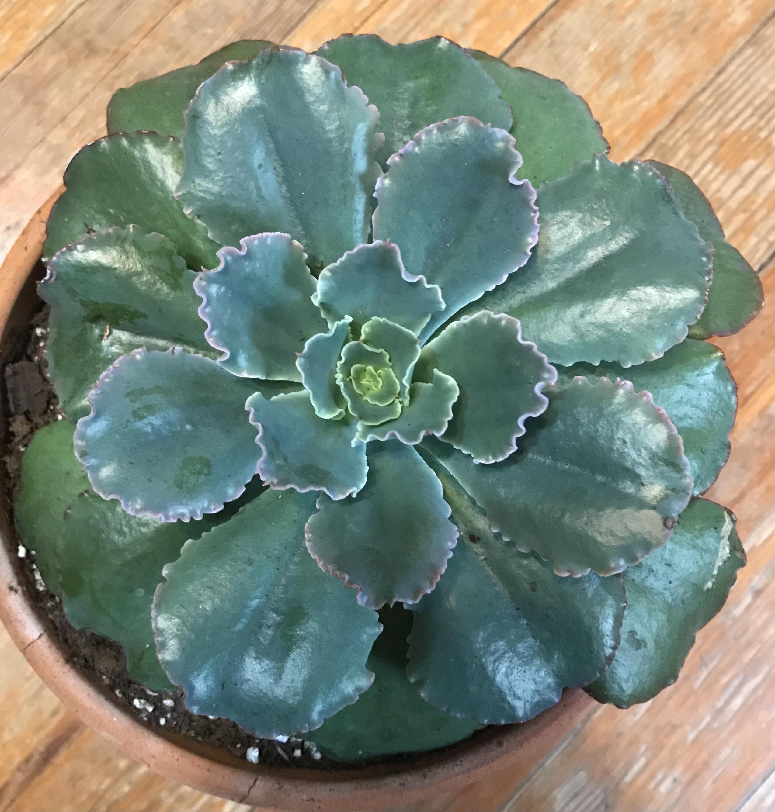 My large ruffled child | Scrolller