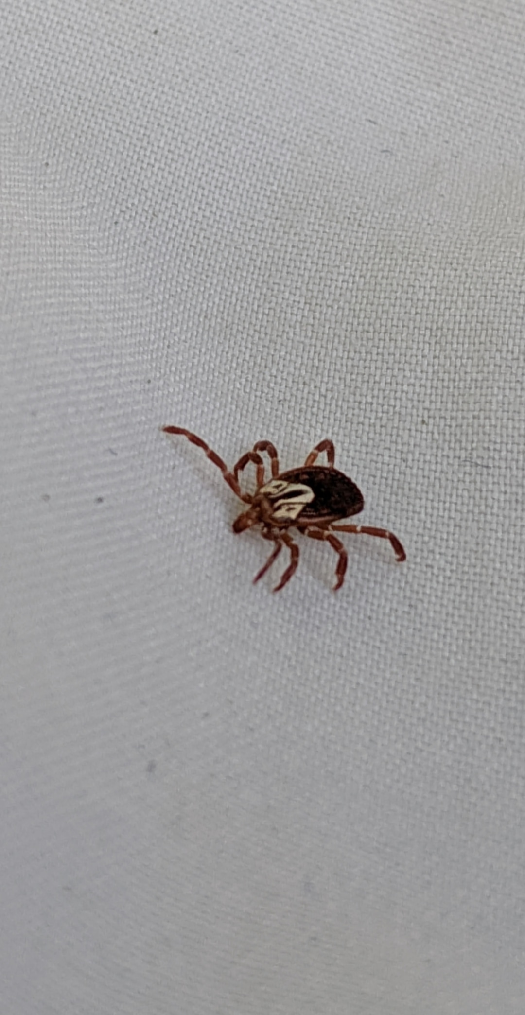 My least favorite arachnid. Ticks... | Scrolller
