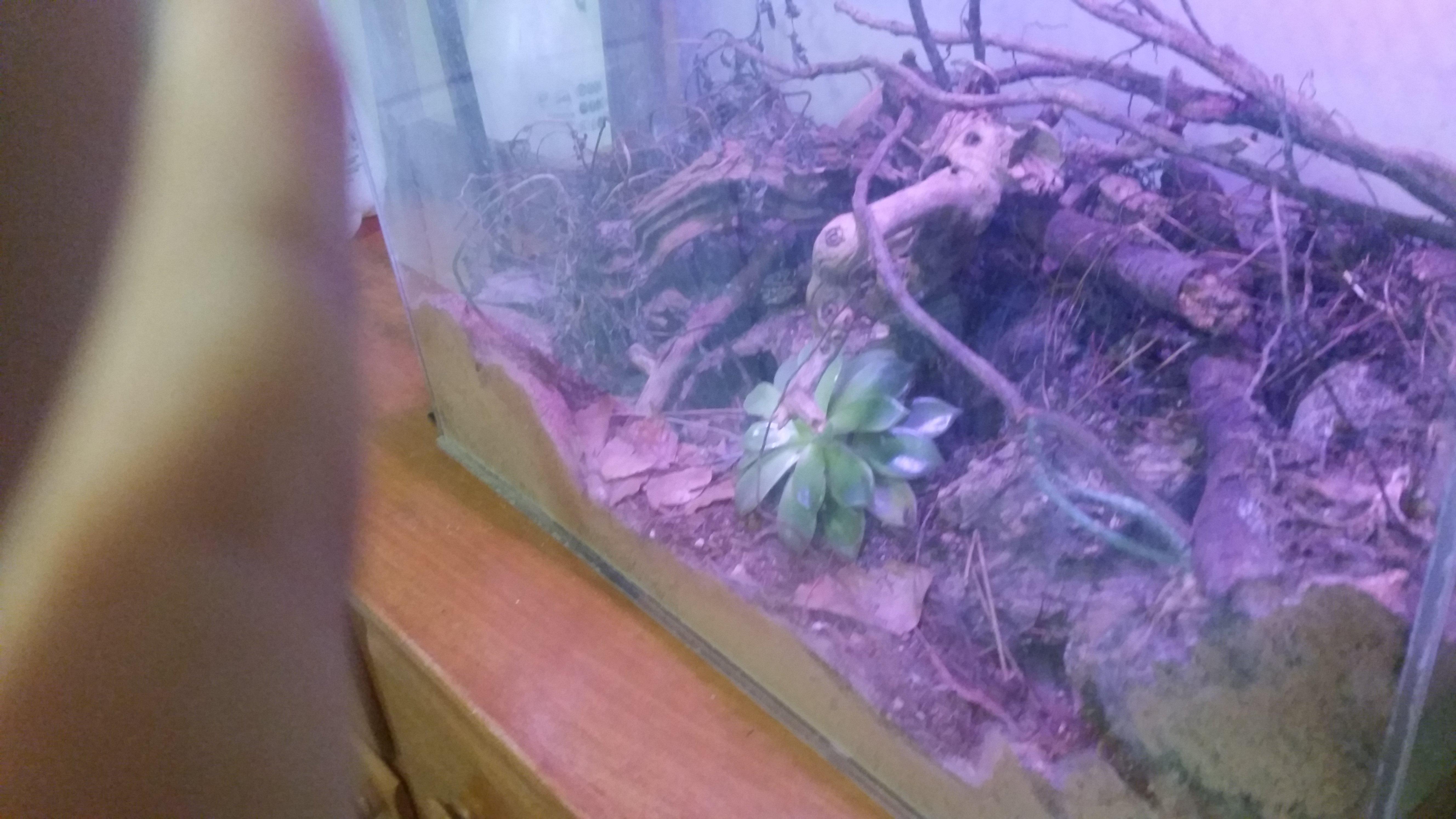 My leopard geckos bioactive vivarium | Scrolller