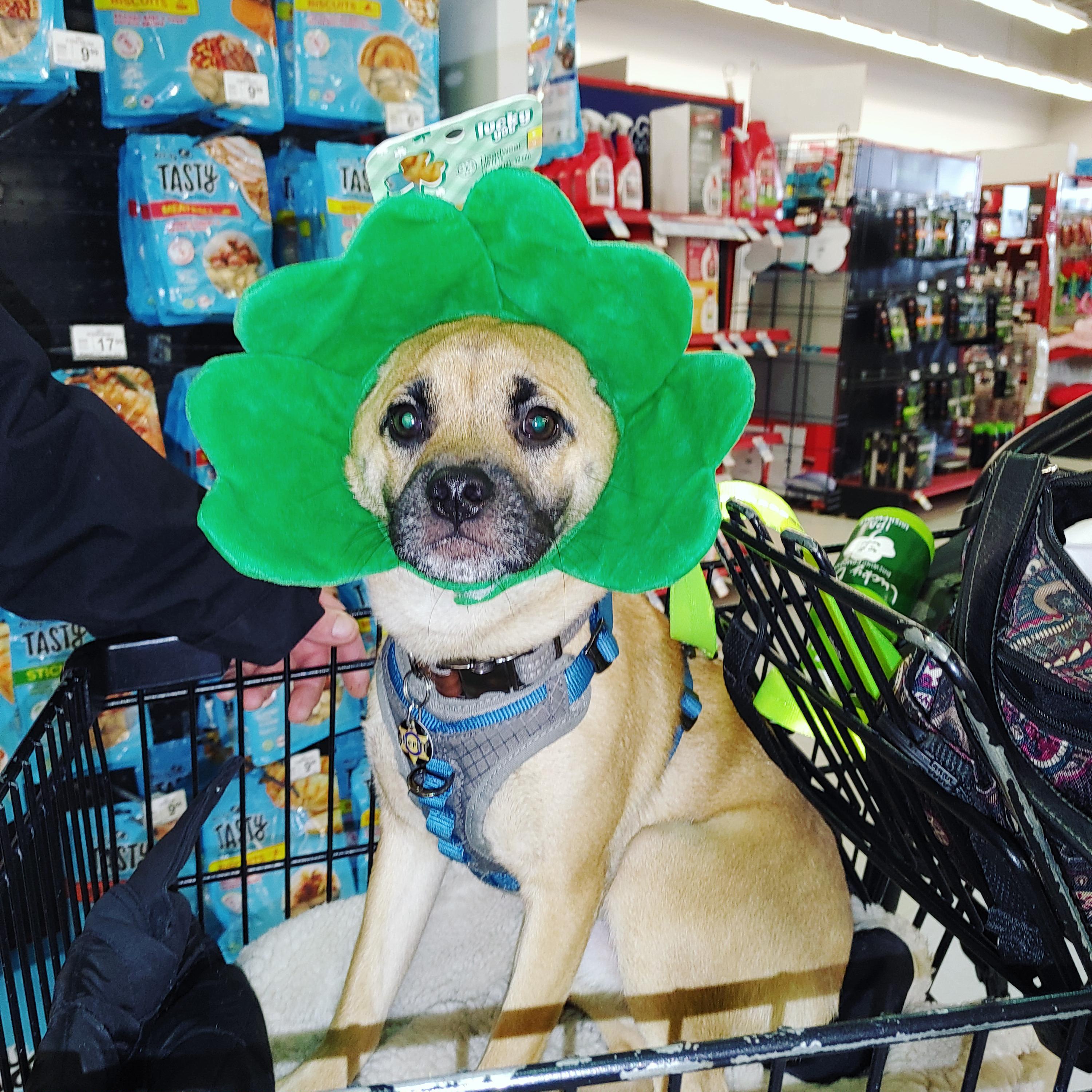 My lil 4 leaf clover | Scrolller