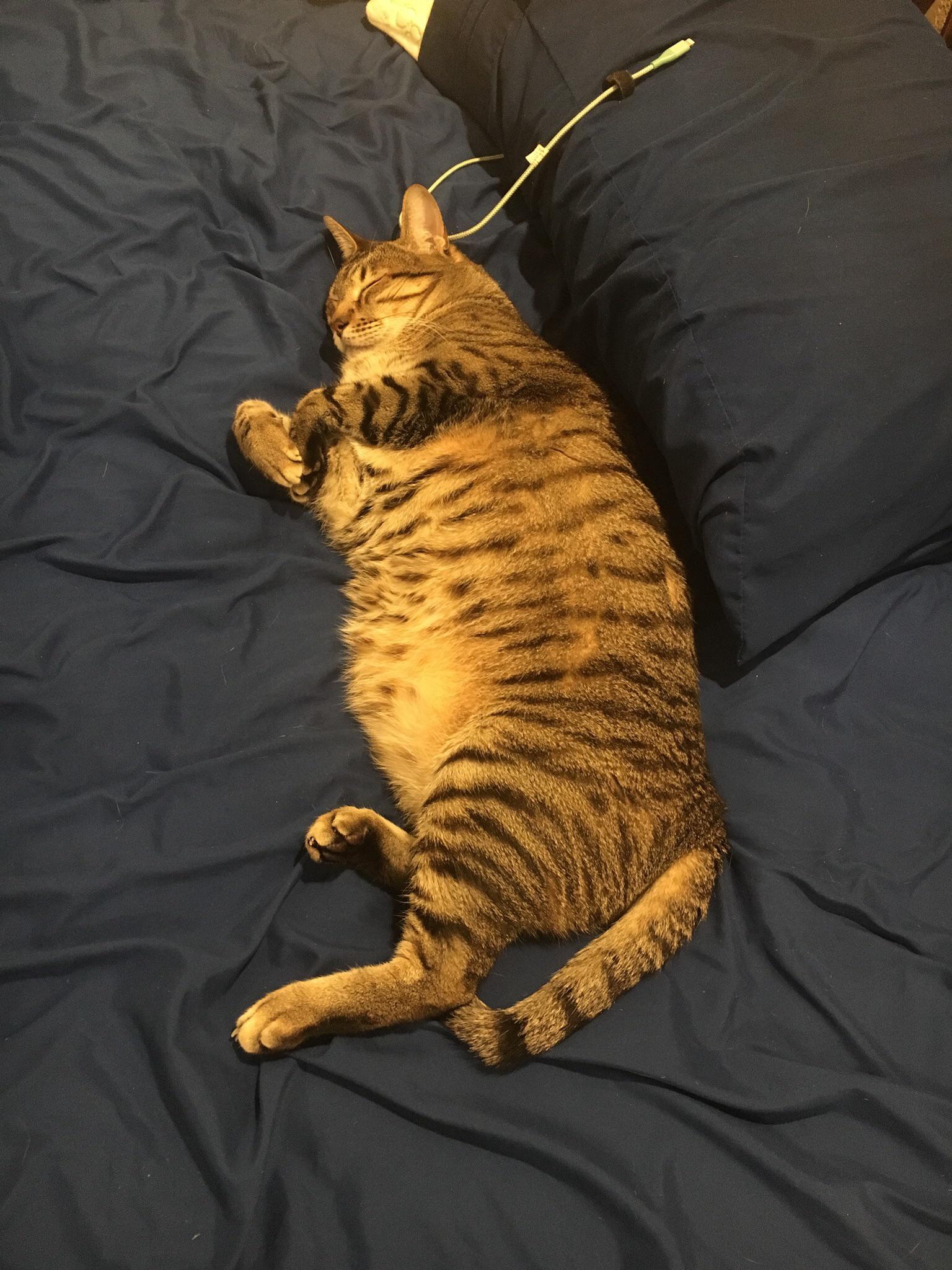 My lil chonk chonk :3 | Scrolller