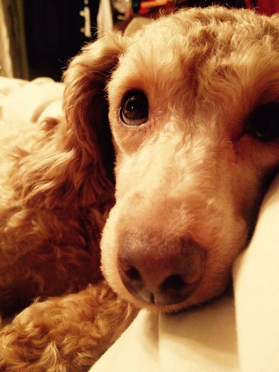 My lilly | Scrolller