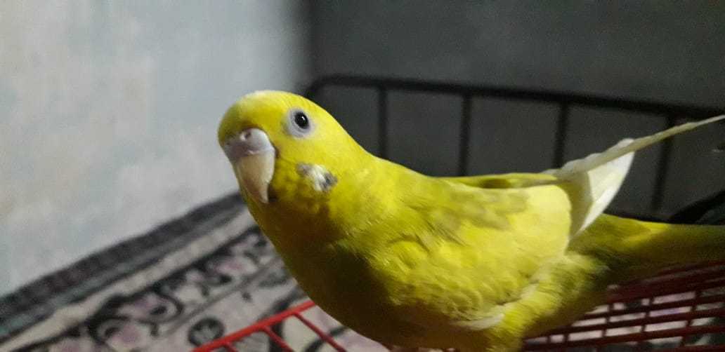 My little brother's birb, Miss Minty | Scrolller