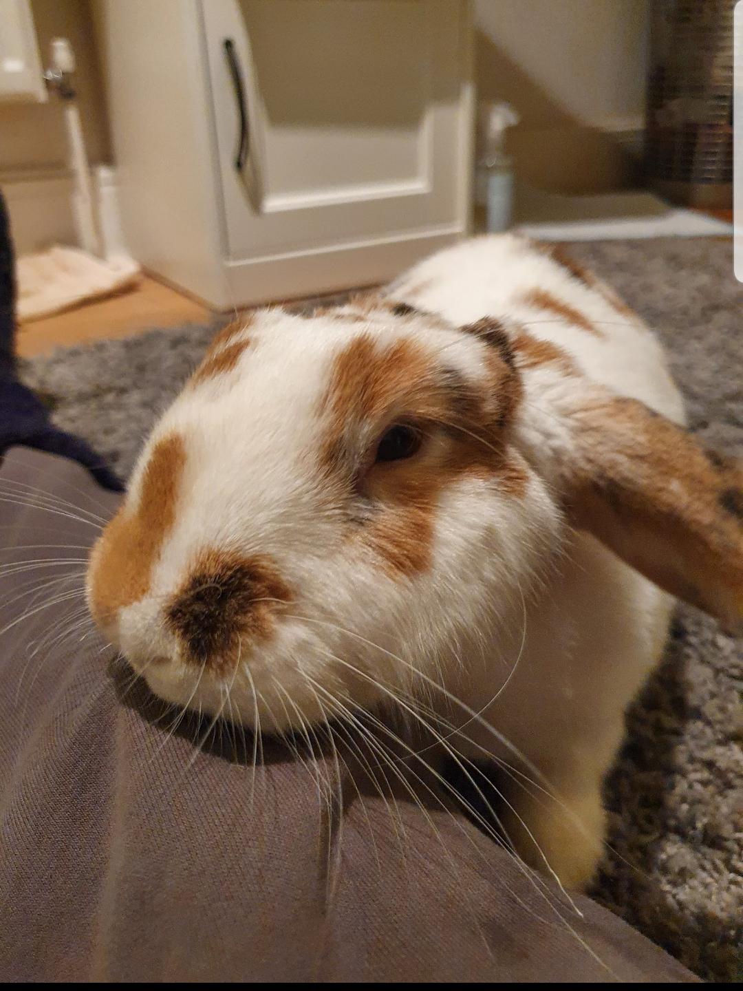 My Little Dexter enjoying a head scratch | Scrolller