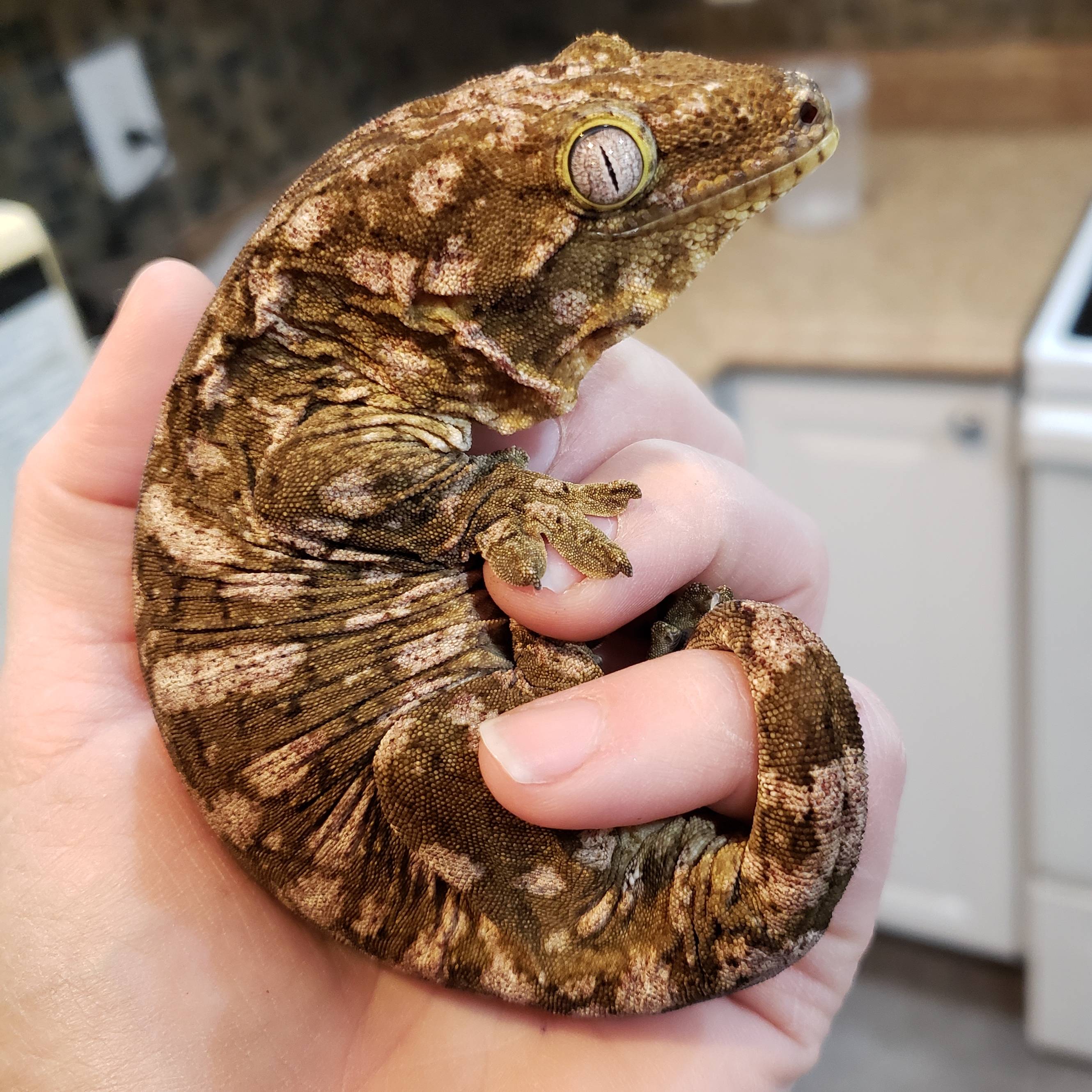 My little dinosaur, Mayo | Scrolller