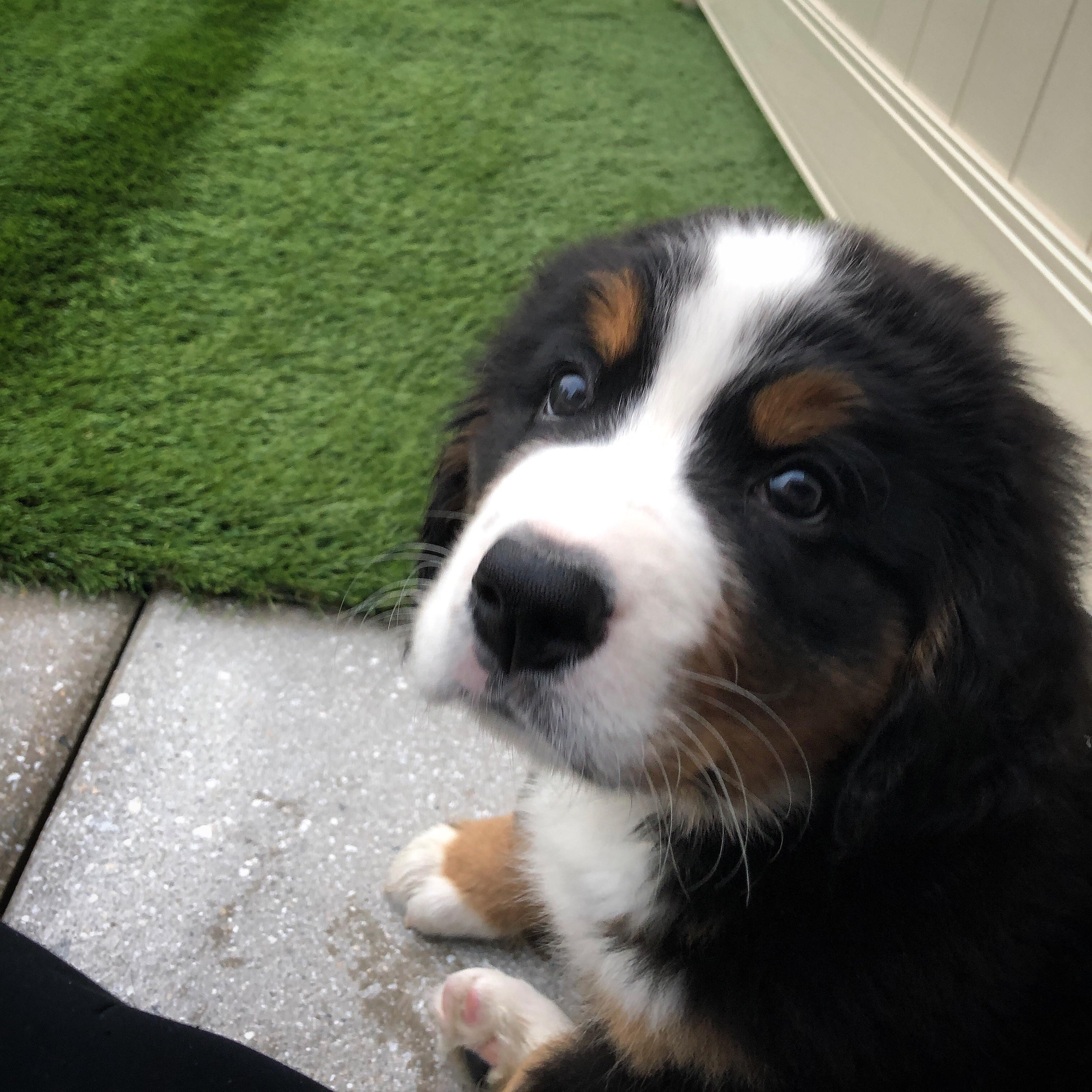 My little girl London our 9 week old bernese mountain dog | Scrolller