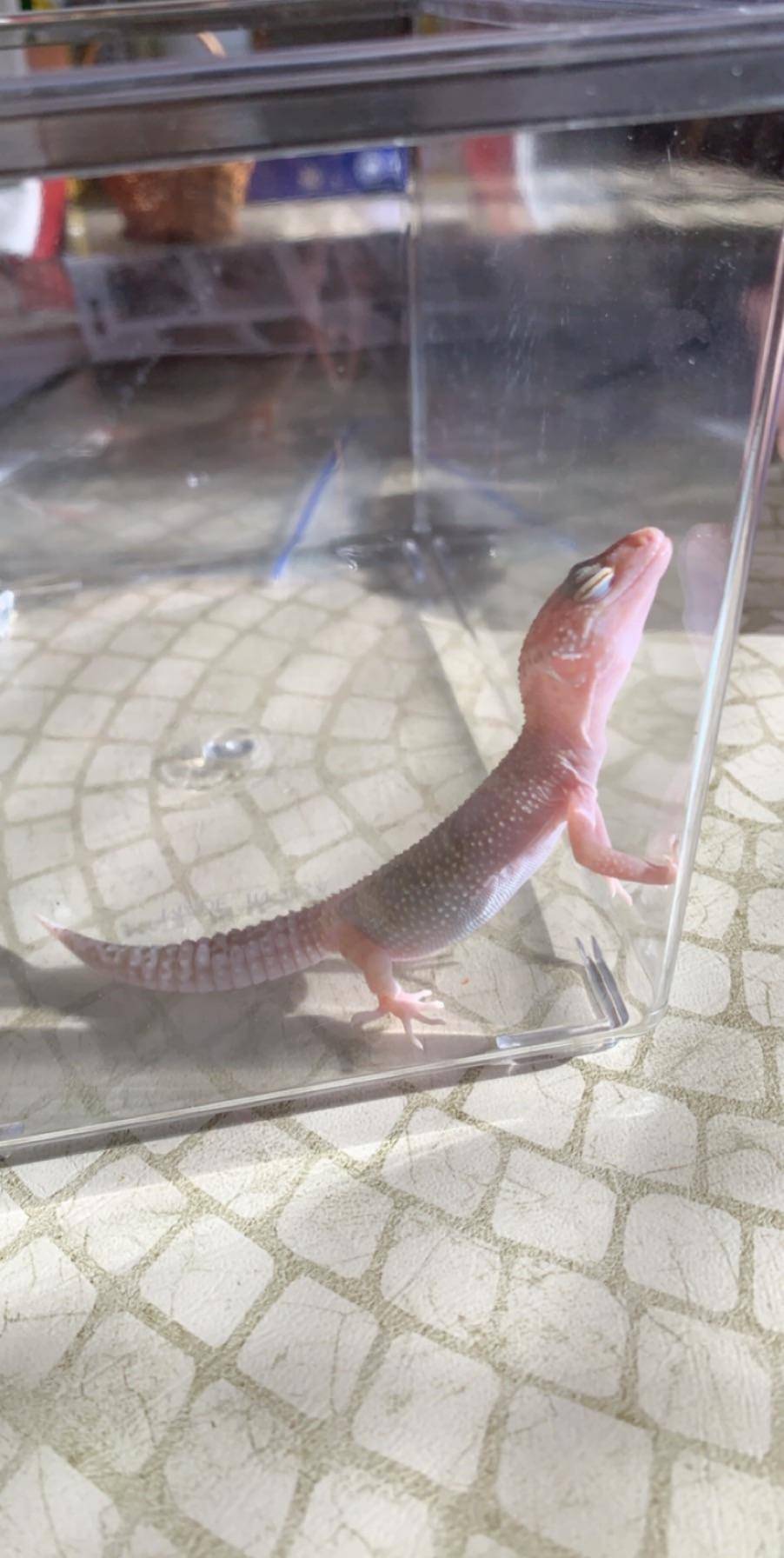 My little guy, Reptar, basking in the sun while I cleaned his tank the other day | Scrolller