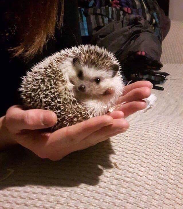 My little hedgehog, Sonic | Scrolller