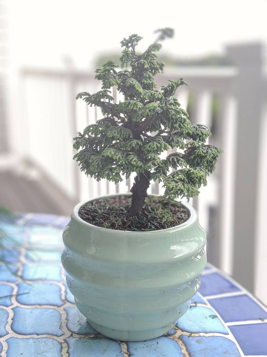 My little Hinoki Cypress :) | Scrolller
