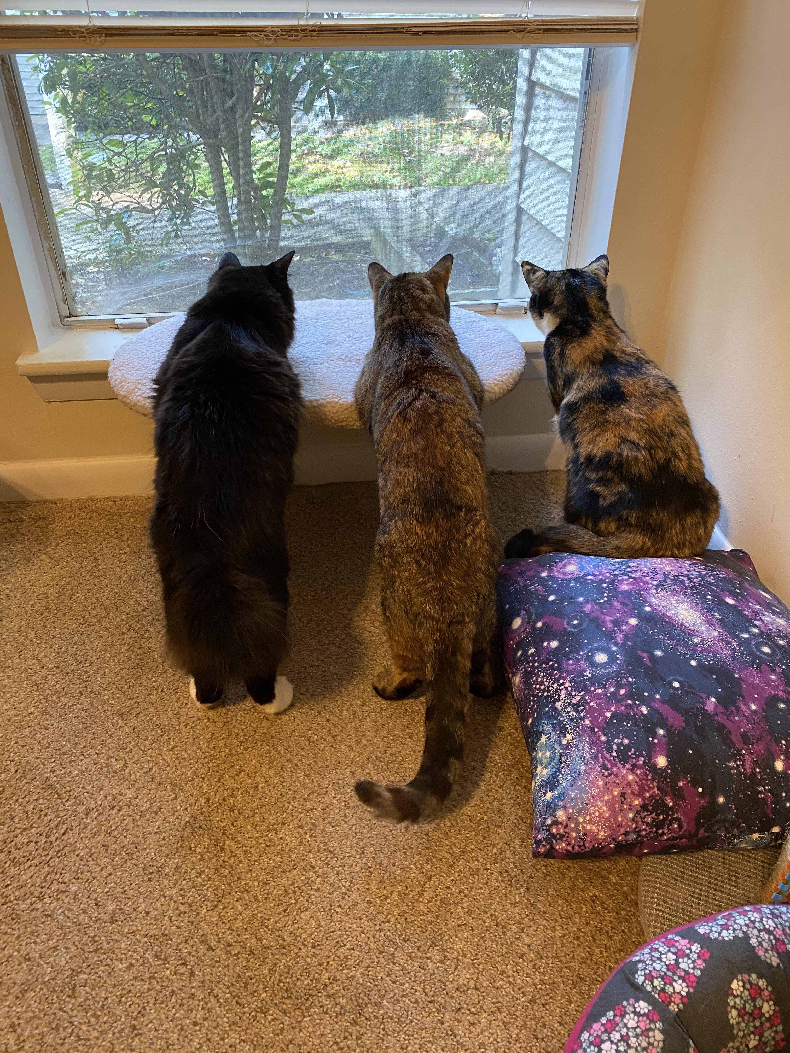 My little hunters 😻💜 | Scrolller