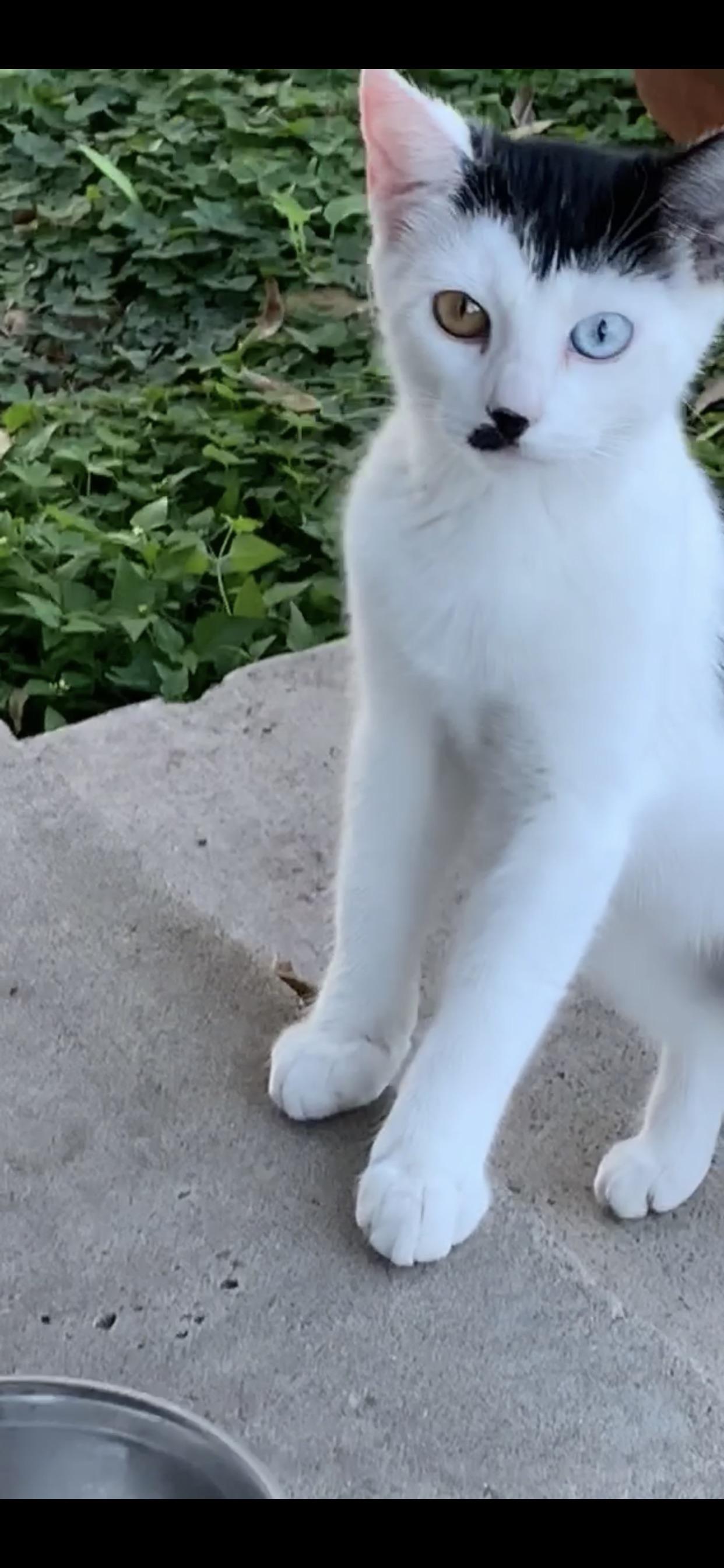 My little kitler with Heterochromia | Scrolller