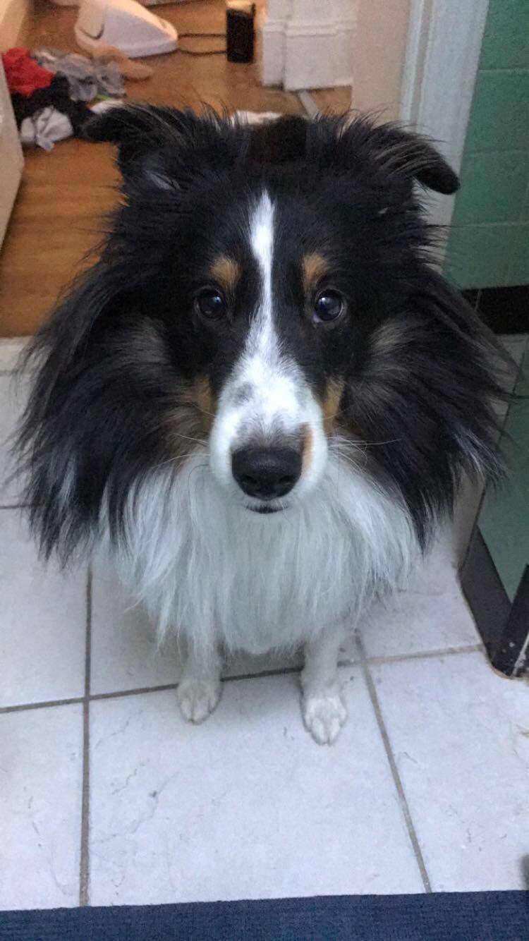 My little lion! Atticus will be 4 in February!! | Scrolller