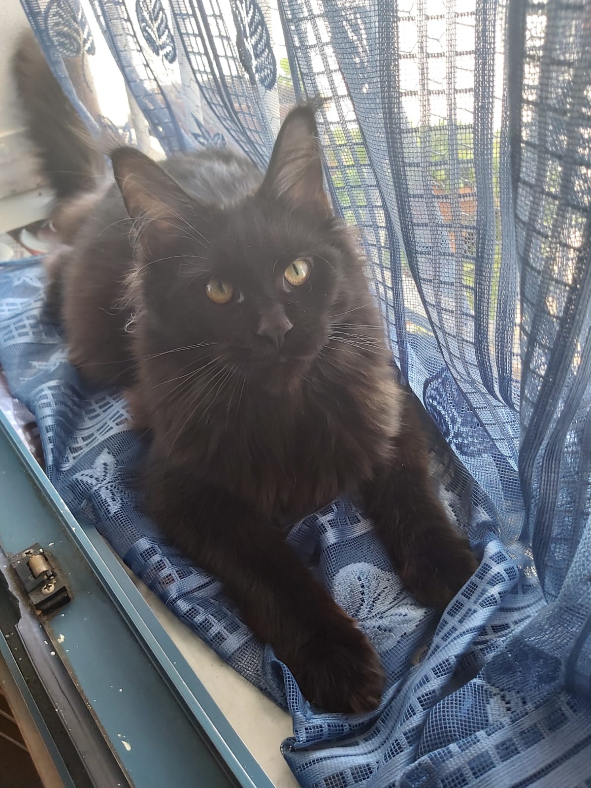 My little Maine coon :3 | Scrolller