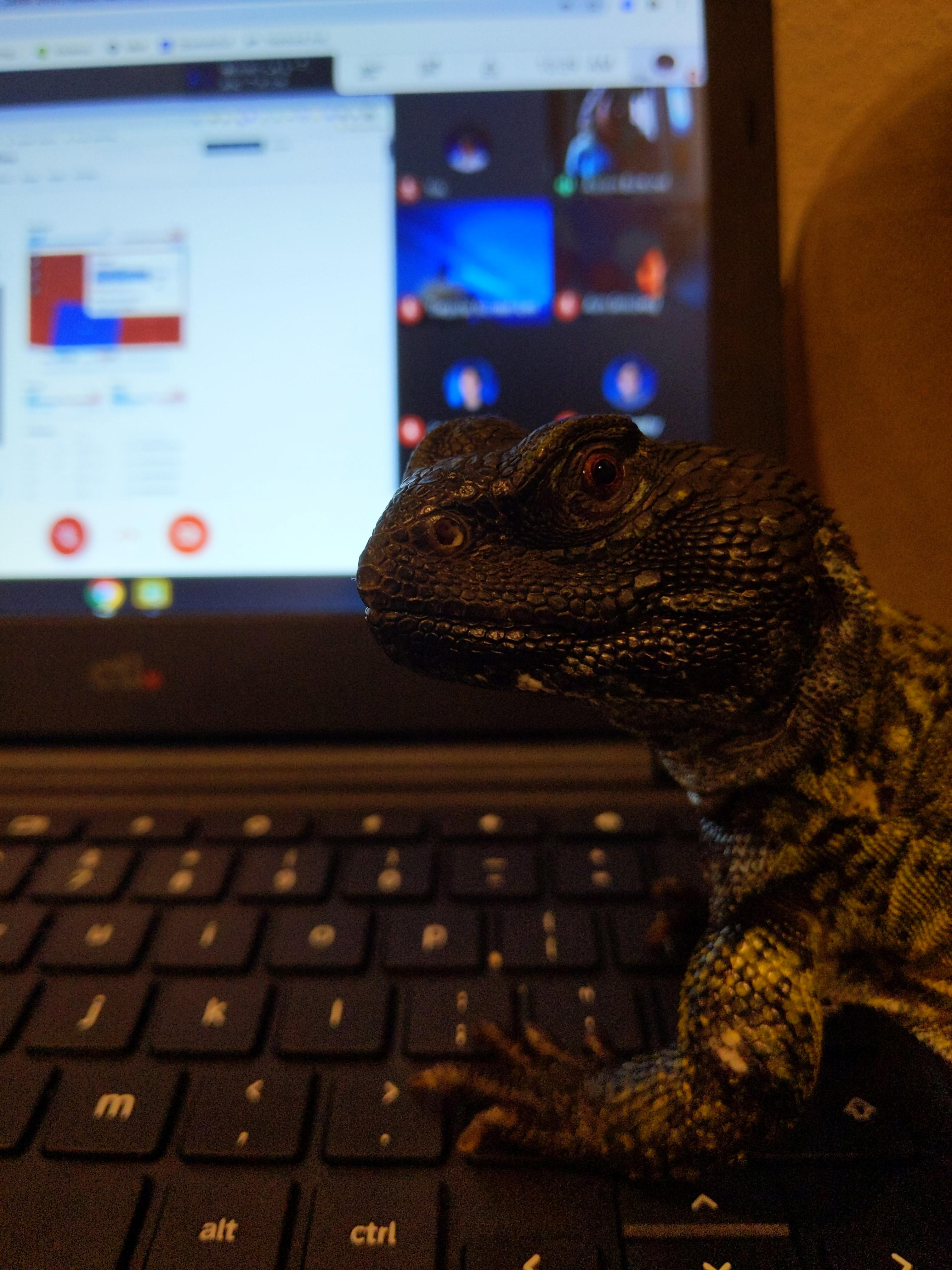 My little man learning about world history with me... I love this lizard so much | Scrolller