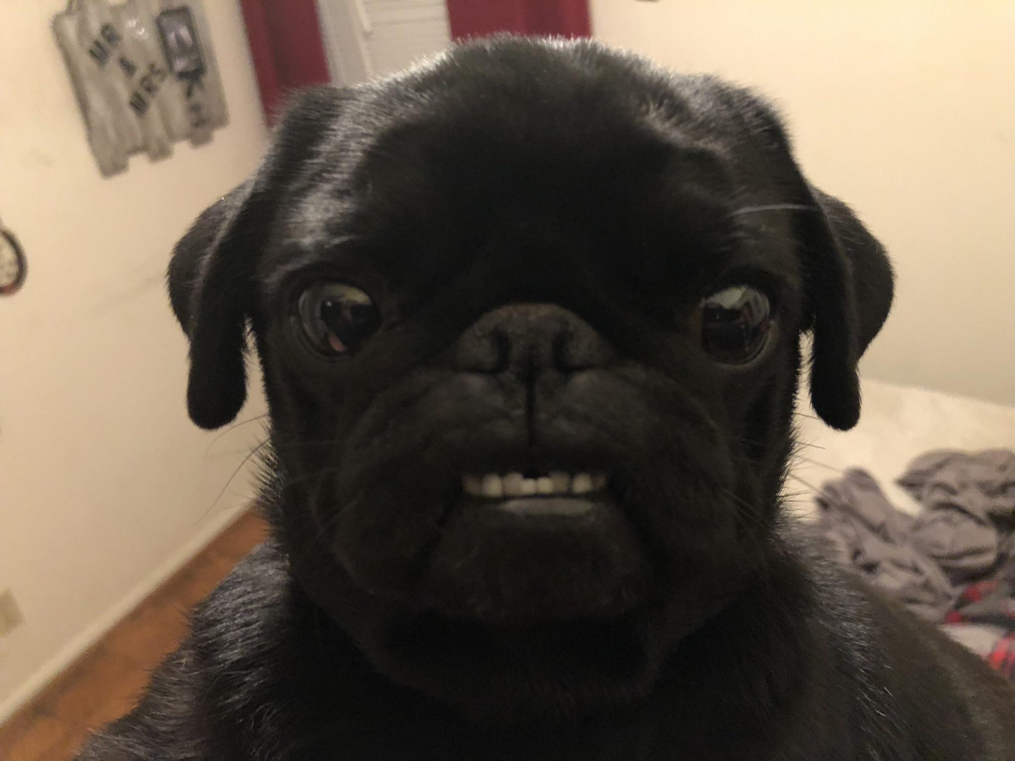 My little Natty and her teef | Scrolller