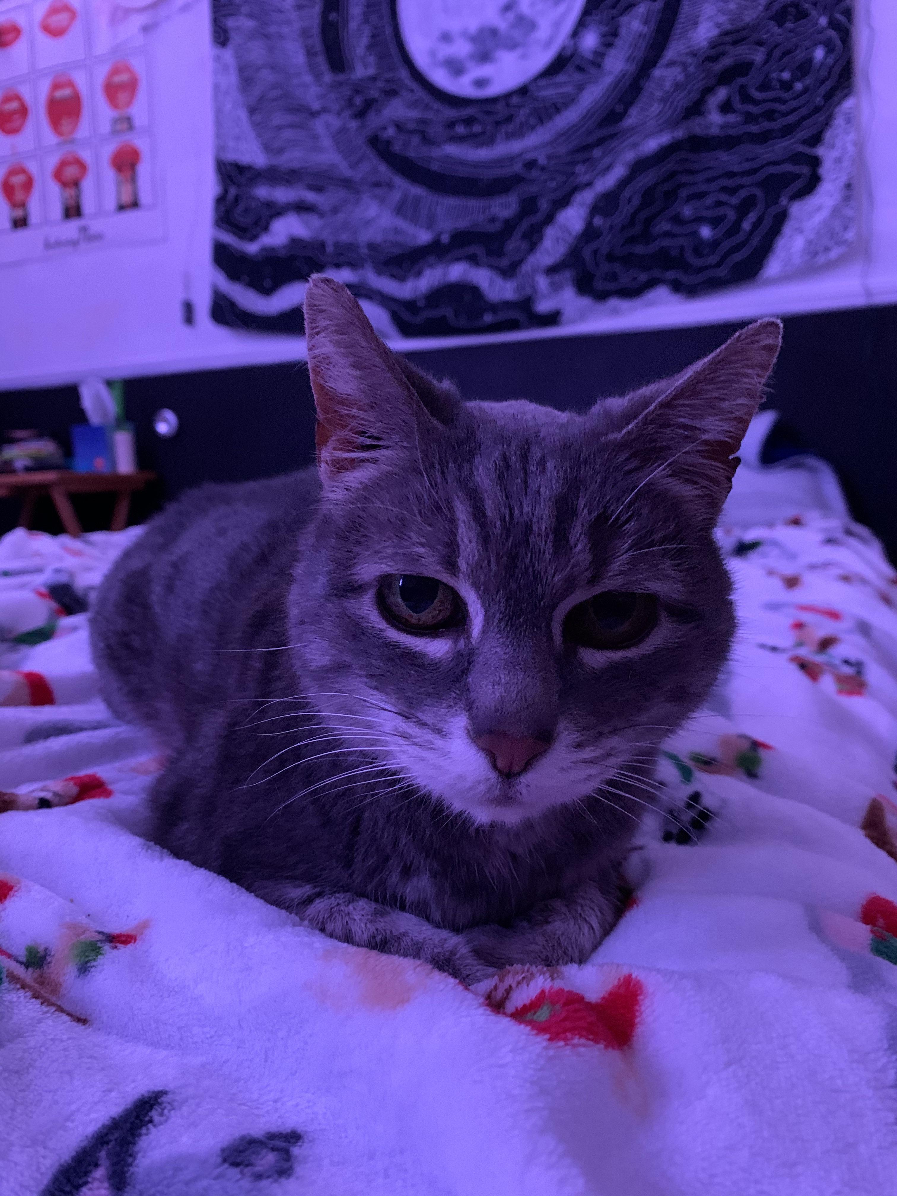 My Little Old Lady Scrolller