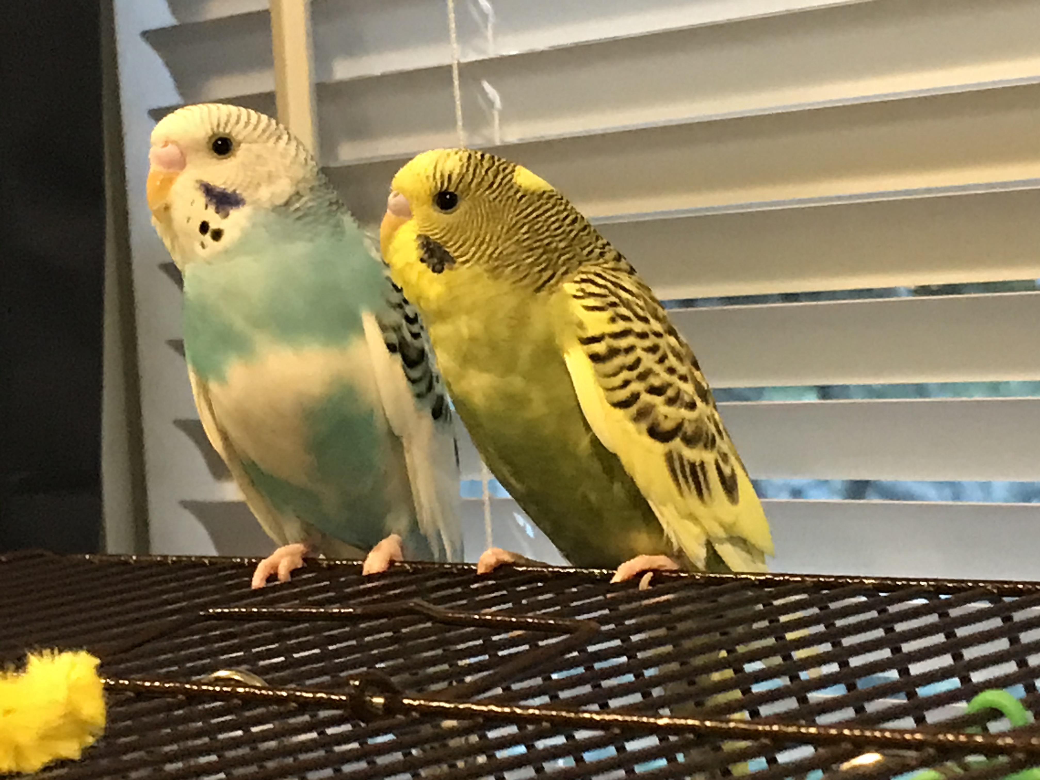 My little pesky birds | Scrolller