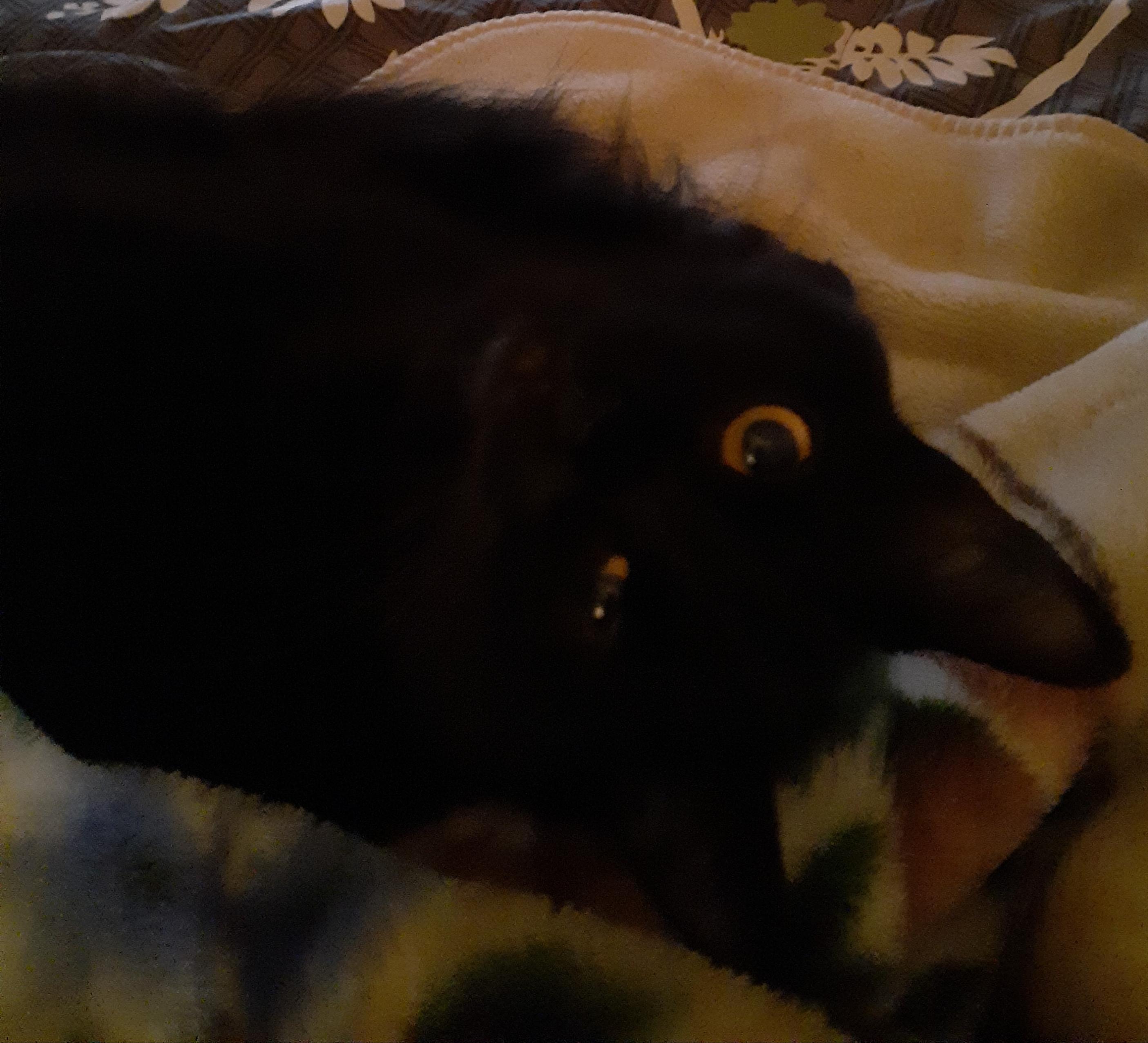 My little void Nox 😉 | Scrolller